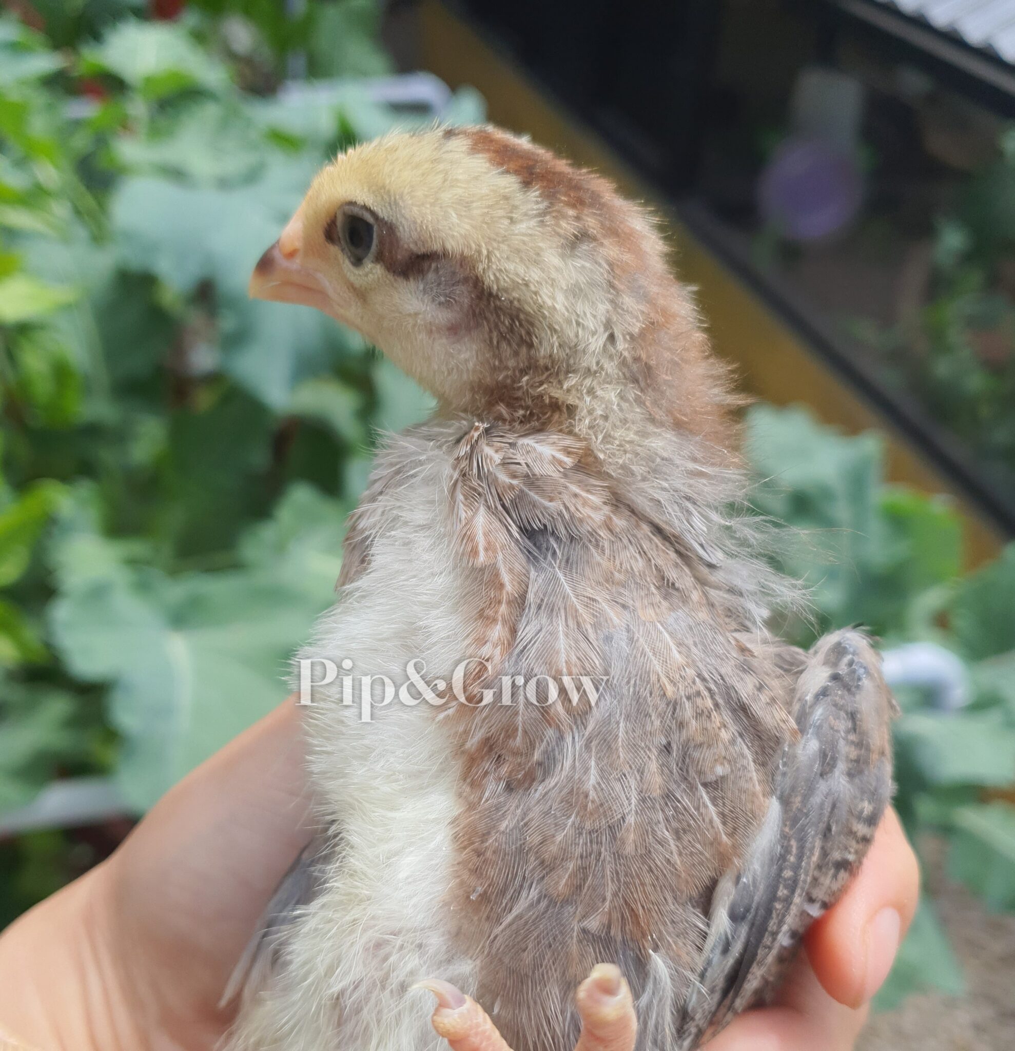 Silver Duckwing Welsummer Sexing Tips - Pip & Grow