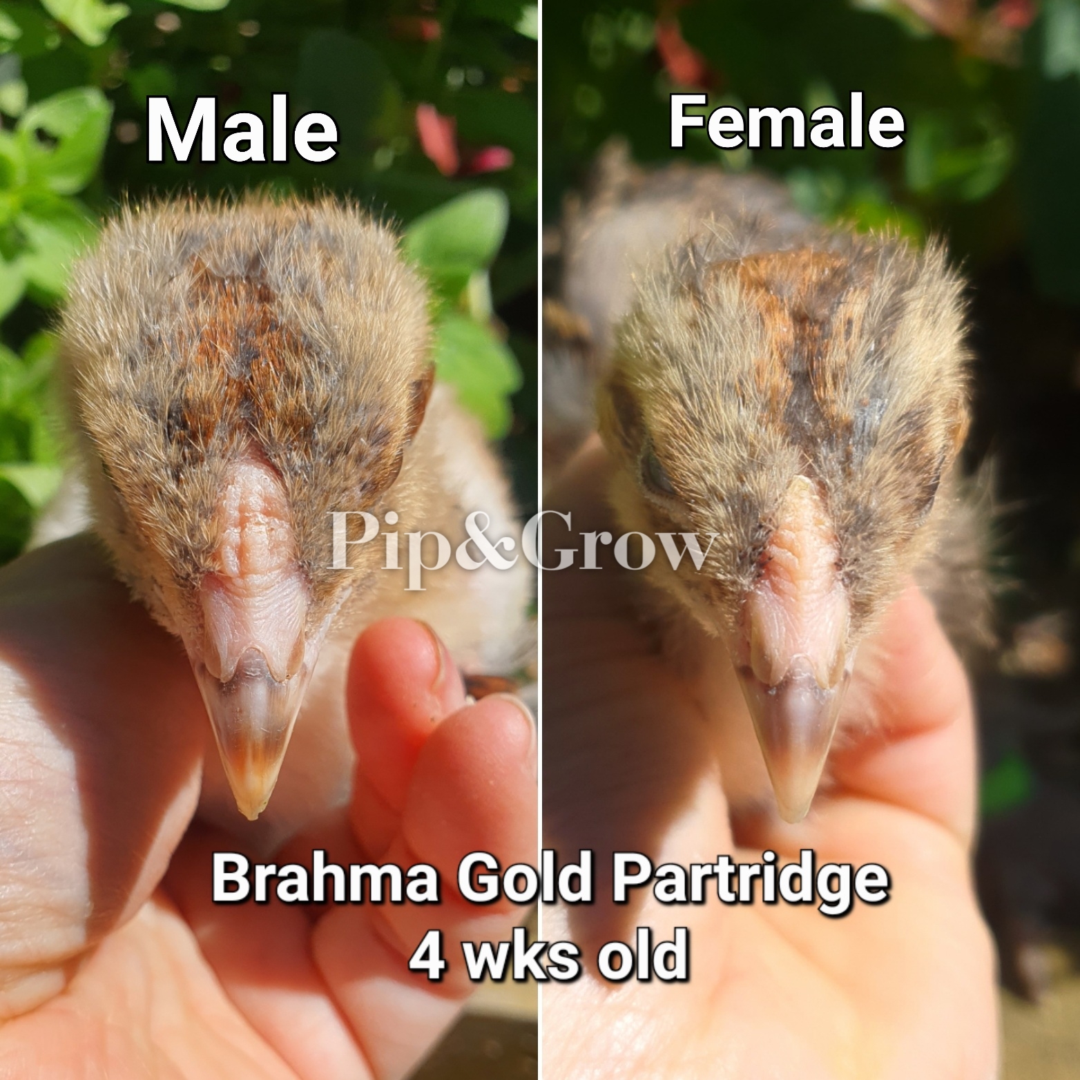 Brahma Sexing Tips - Pip & Grow