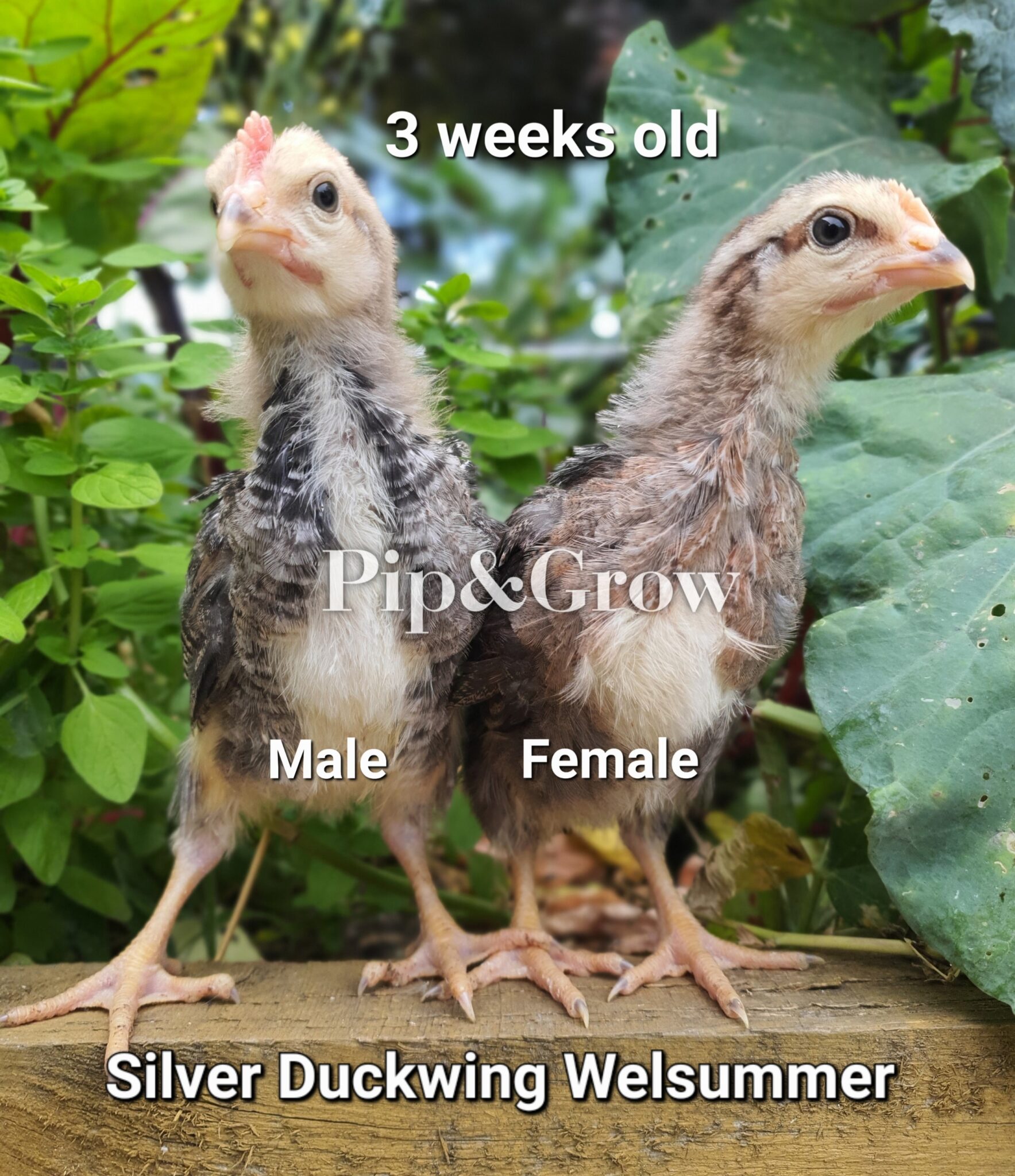 Silver Duckwing Welsummer Sexing Tips - Pip & Grow