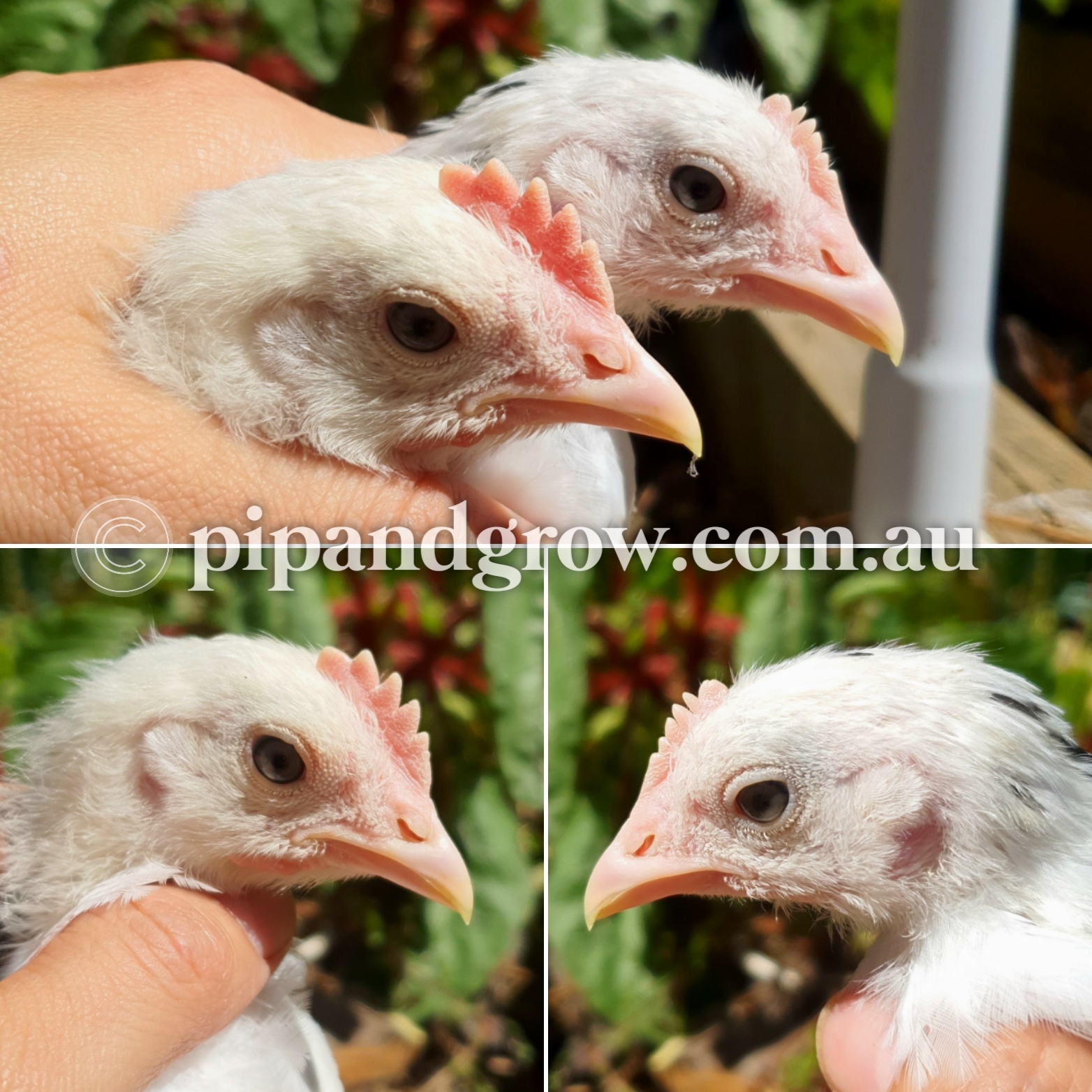 Leghorn Sexing Tips - Pip & Grow