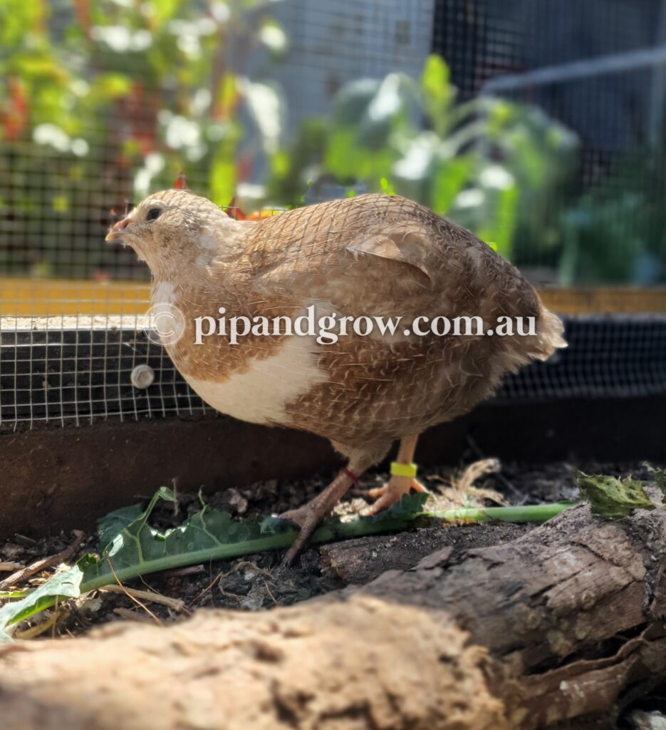 Japanese Quail Fertile Eggs (Dozen) - Pip & Grow