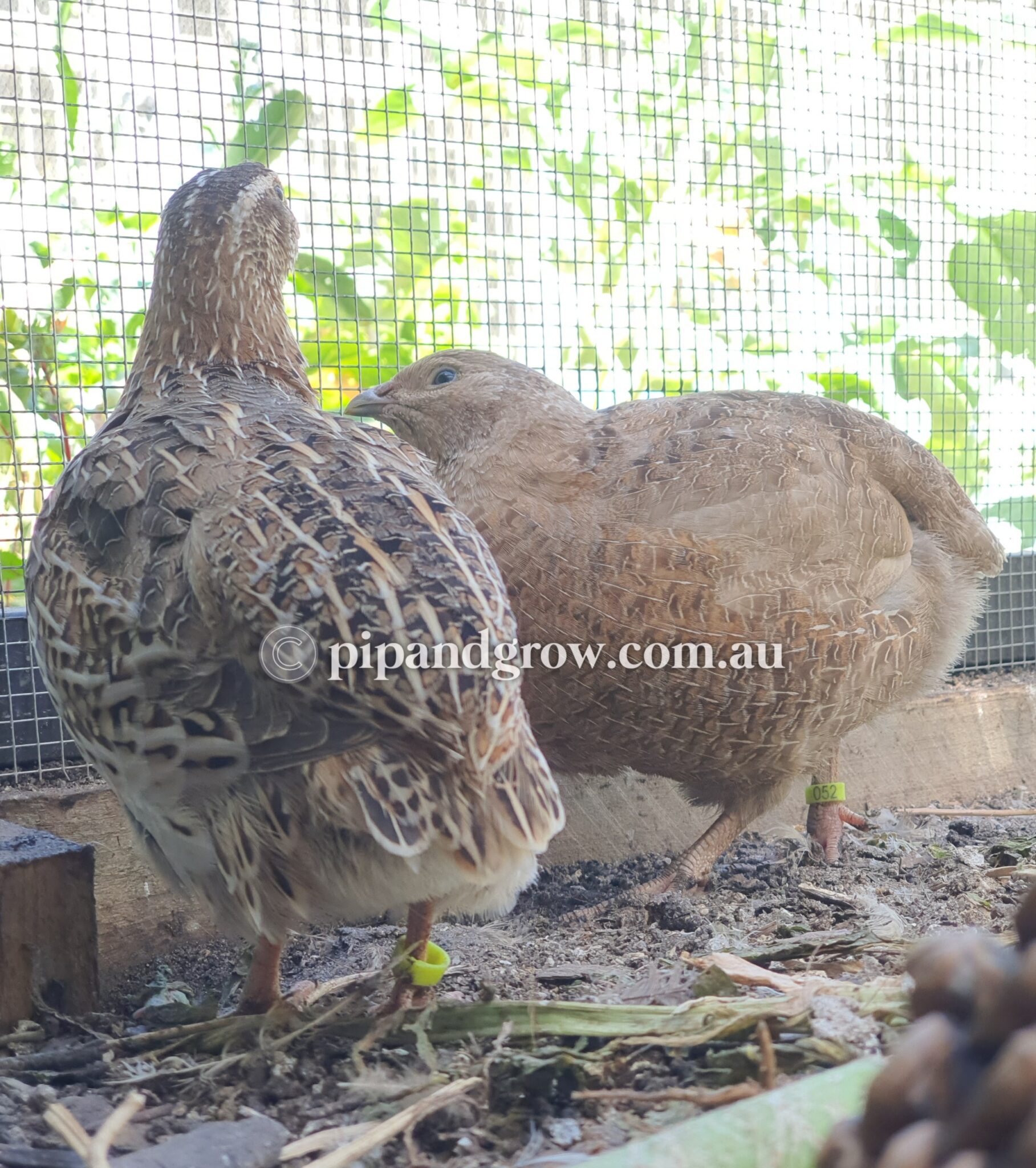 Japanese Quail - Pip & Grow