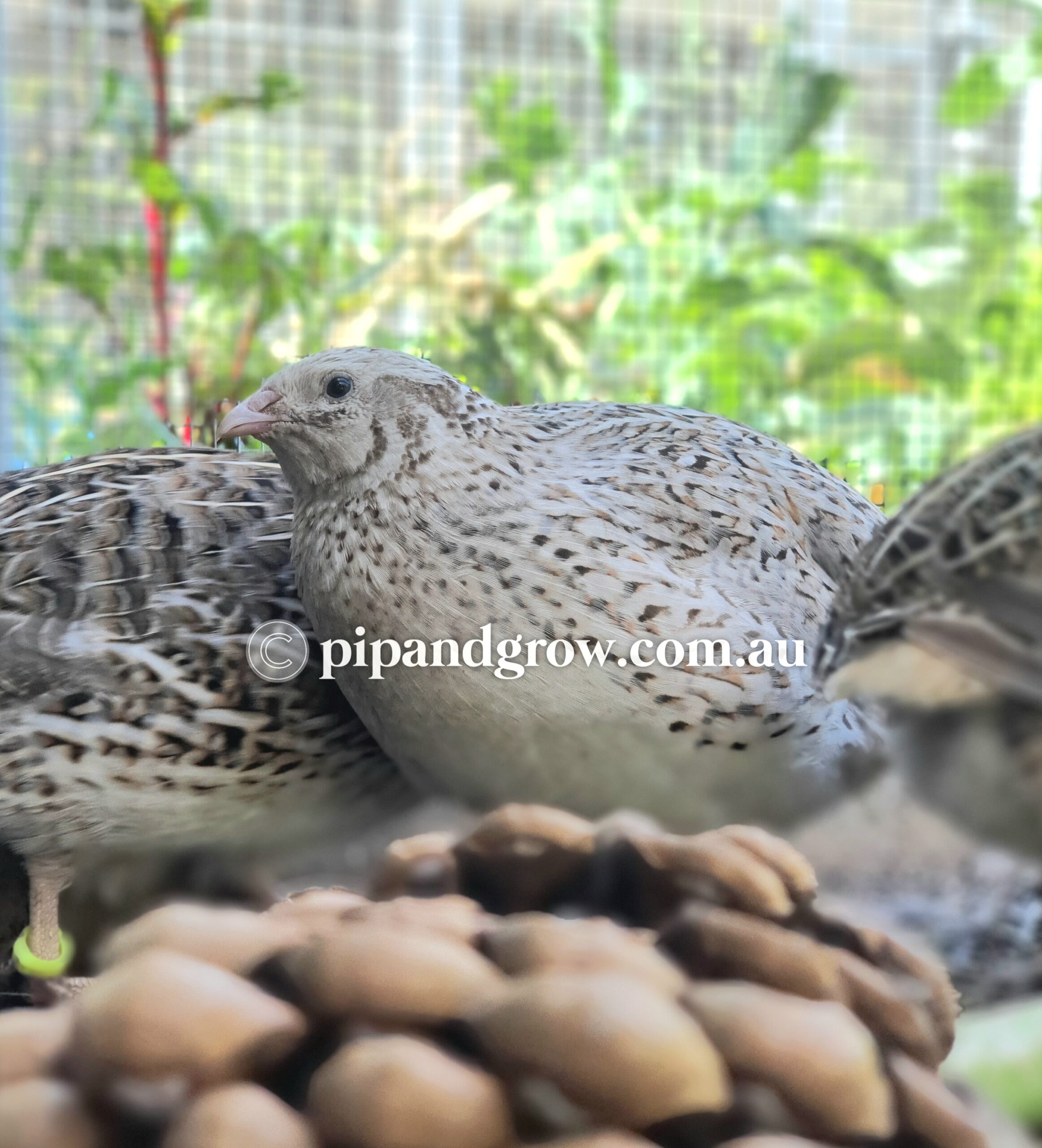 Japanese Quail - Pip & Grow