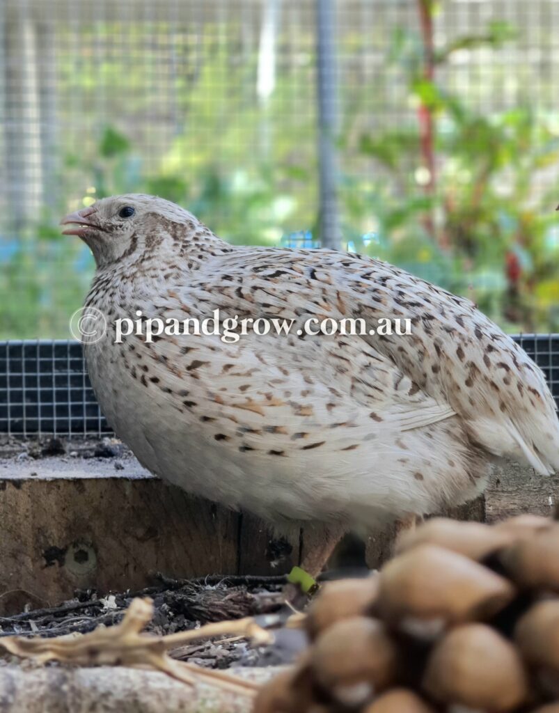 Japanese Quail Fertile Eggs (Dozen) - Pip & Grow