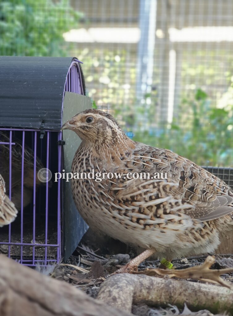 Japanese Quail Fertile Eggs (Dozen) - Pip & Grow
