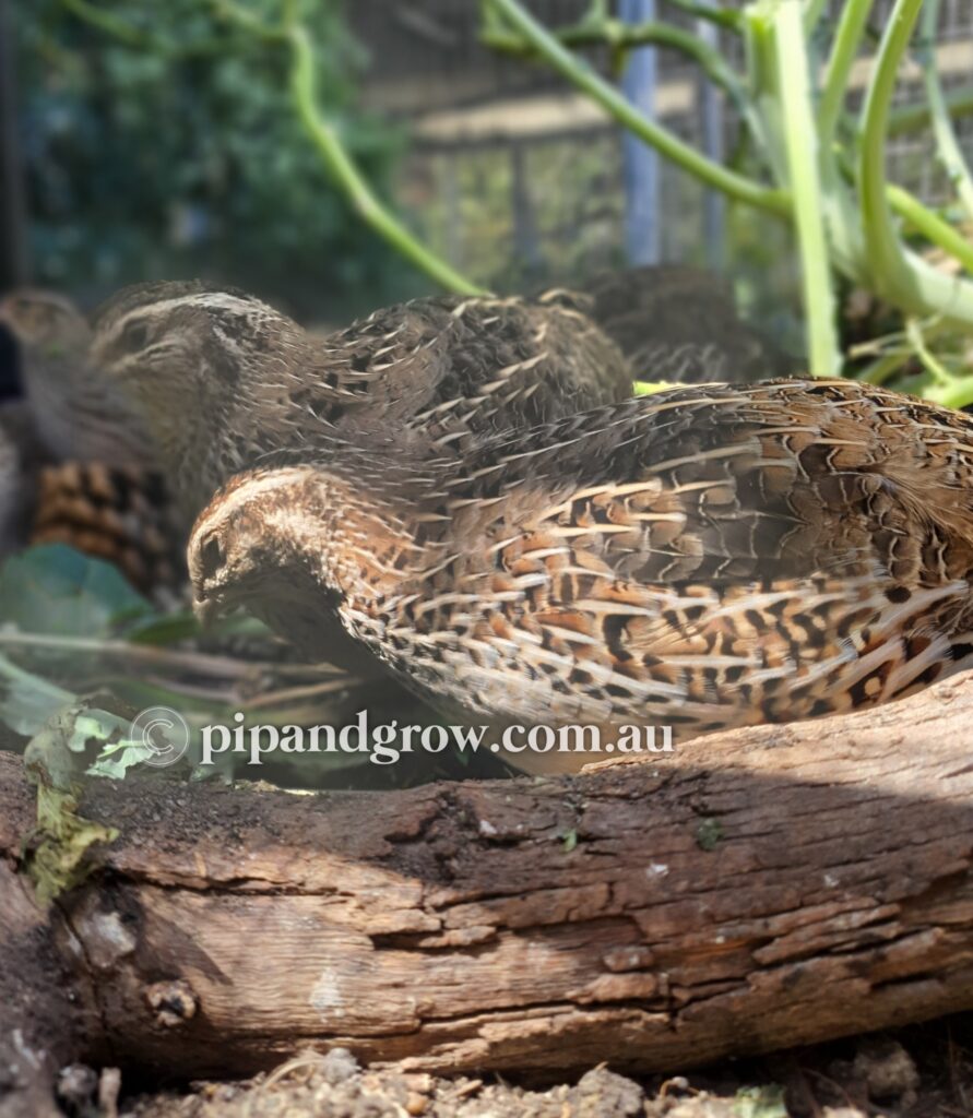 Japanese Quail Fertile Eggs (Dozen) - Pip & Grow