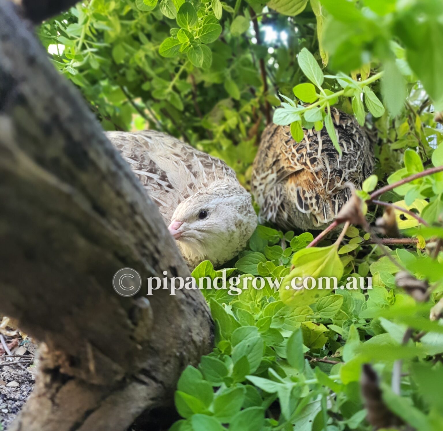 Japanese Quail - Pip & Grow