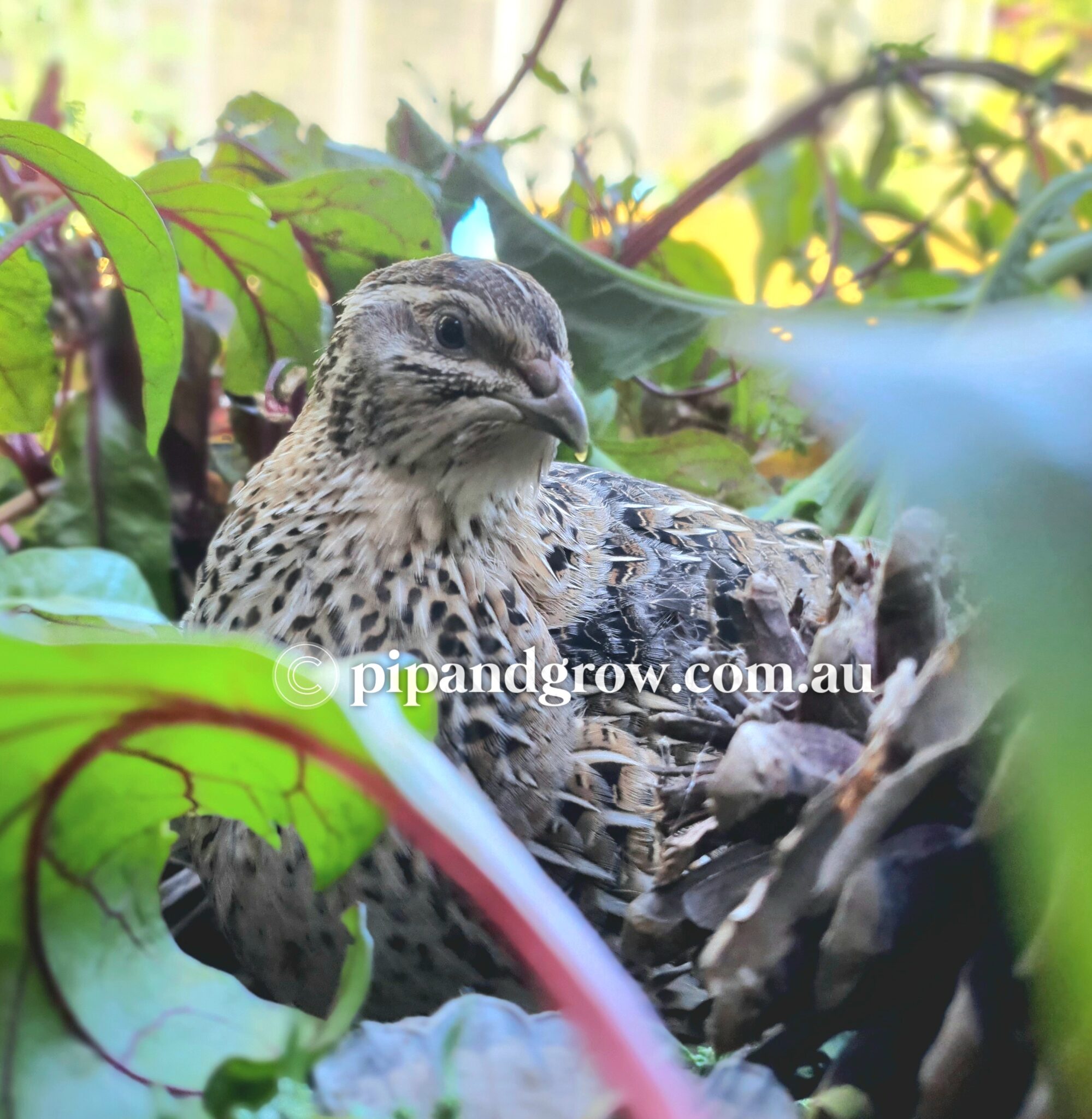 Japanese Quail Fertile Eggs (Dozen) - Pip & Grow