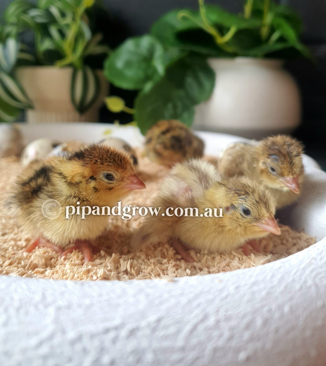 Japanese Quail Fertile Eggs (Dozen) - Pip & Grow