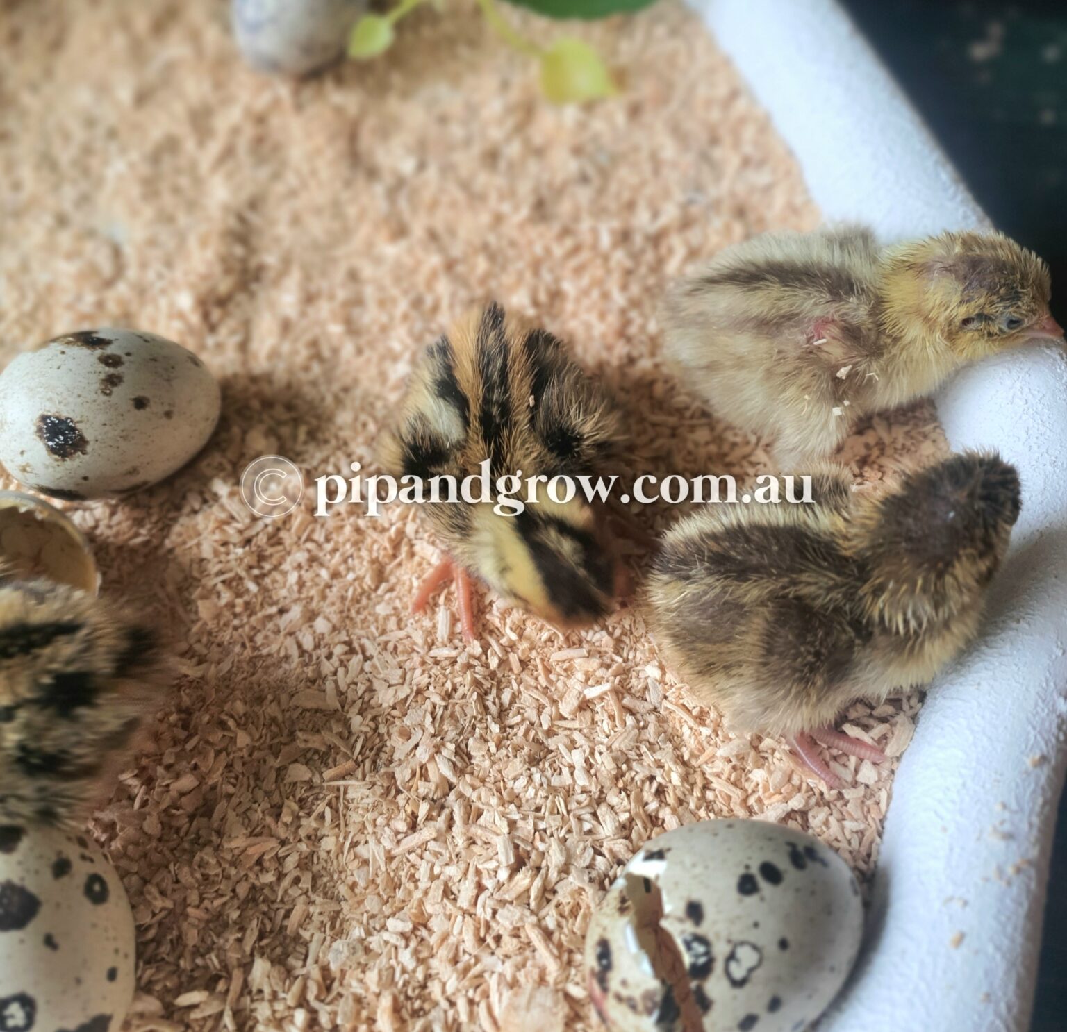 Japanese Quail - Pip & Grow