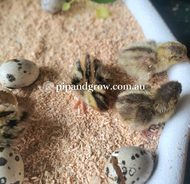 Japanese Quail - Pip & Grow