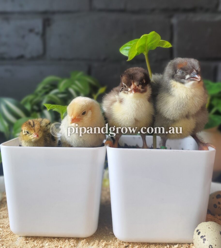 Japanese Quail Fertile Eggs (Dozen) - Pip & Grow