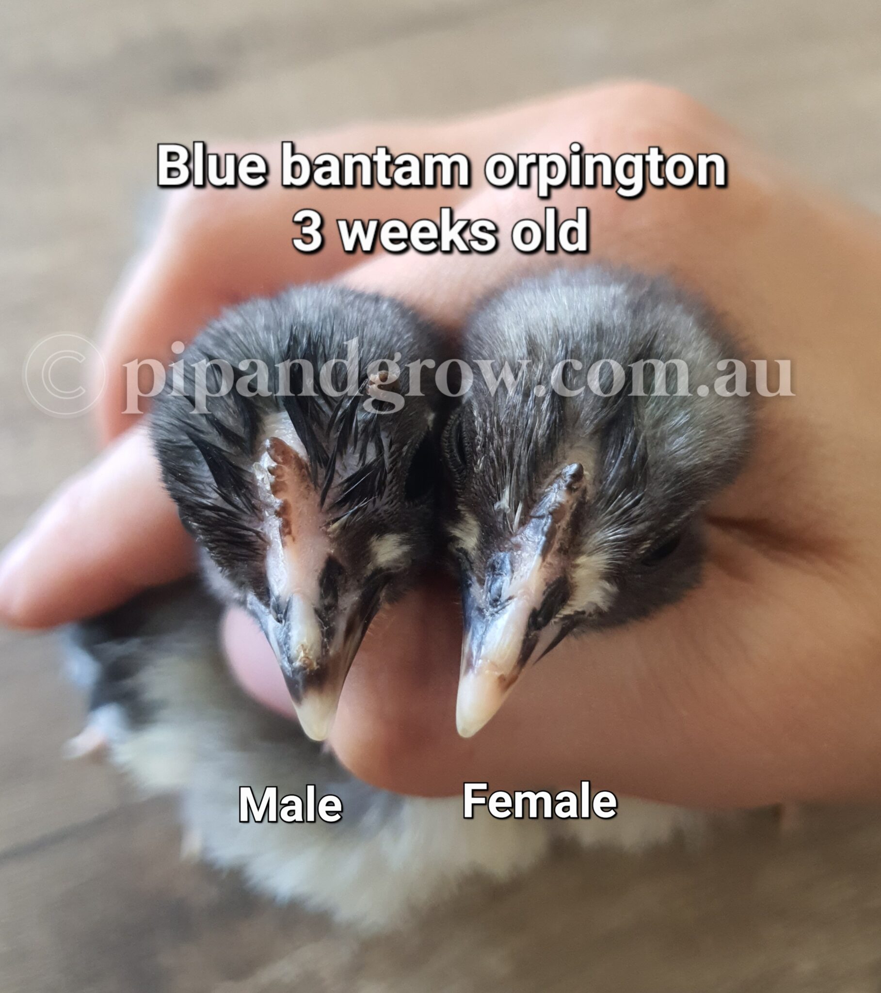 Bantam Orpington Sexing Tips - Pip & Grow