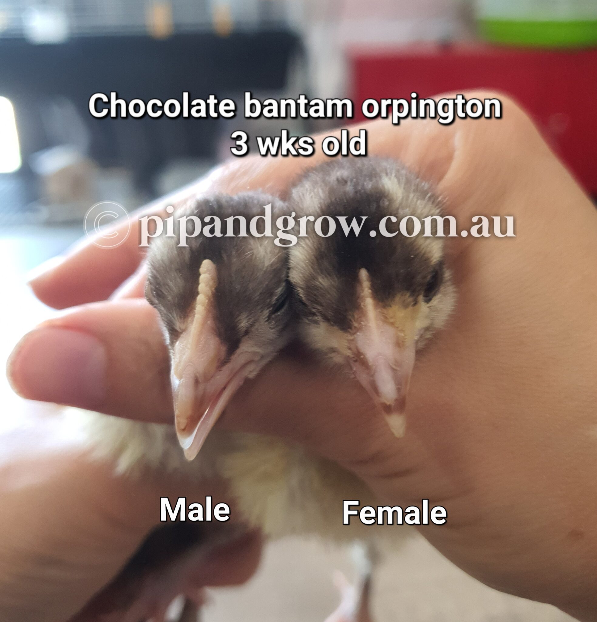 Bantam Orpington Sexing Tips - Pip & Grow