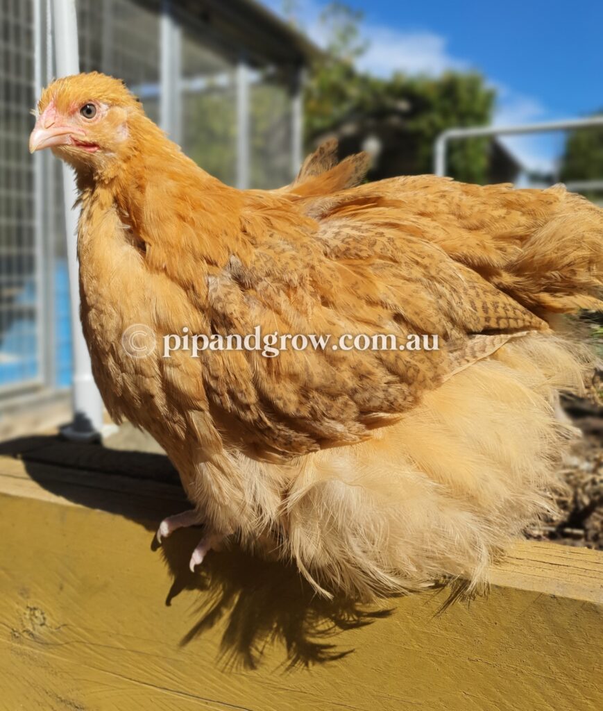 Buff Orpington Standard - Pip & Grow