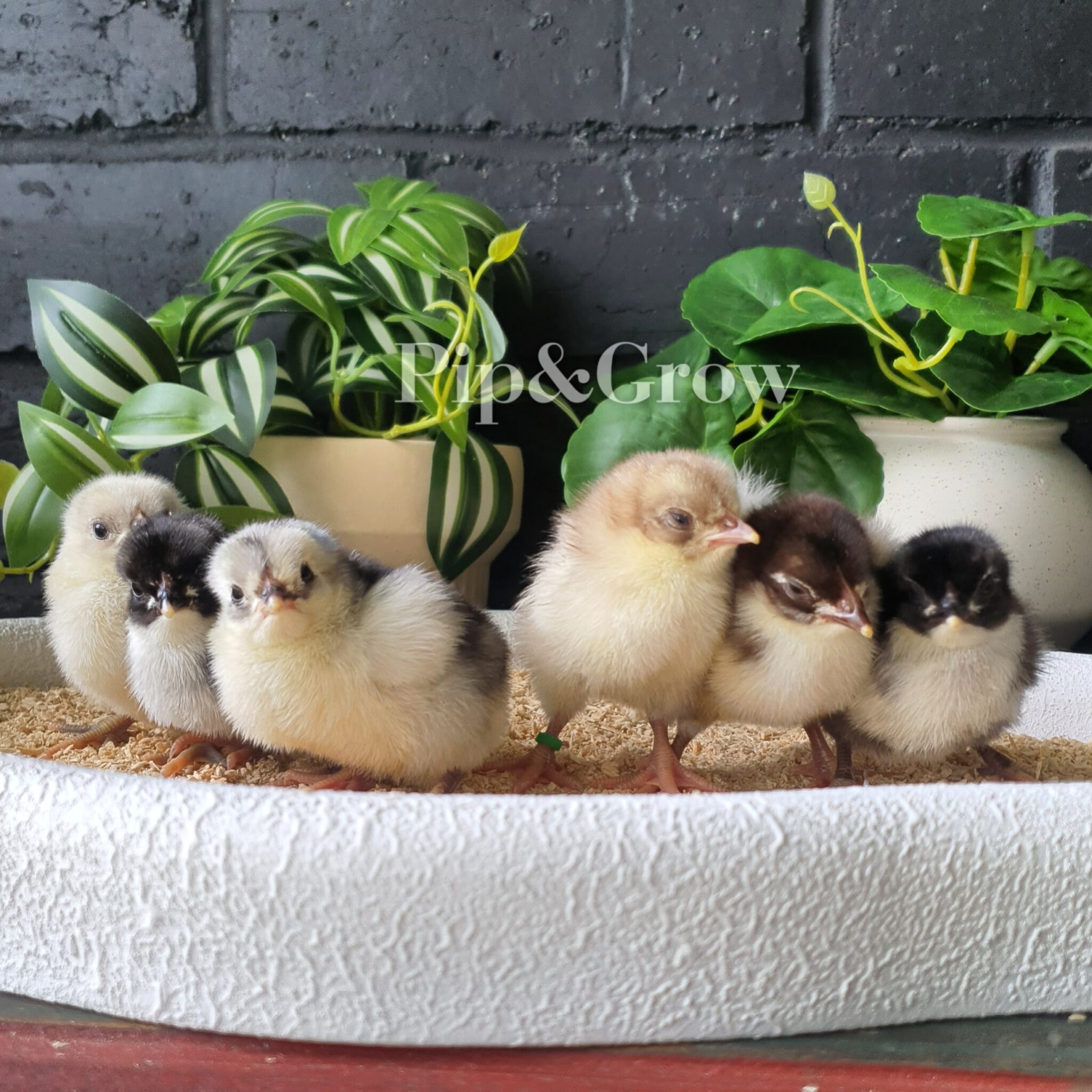 Bantam Orpington - Pip & Grow
