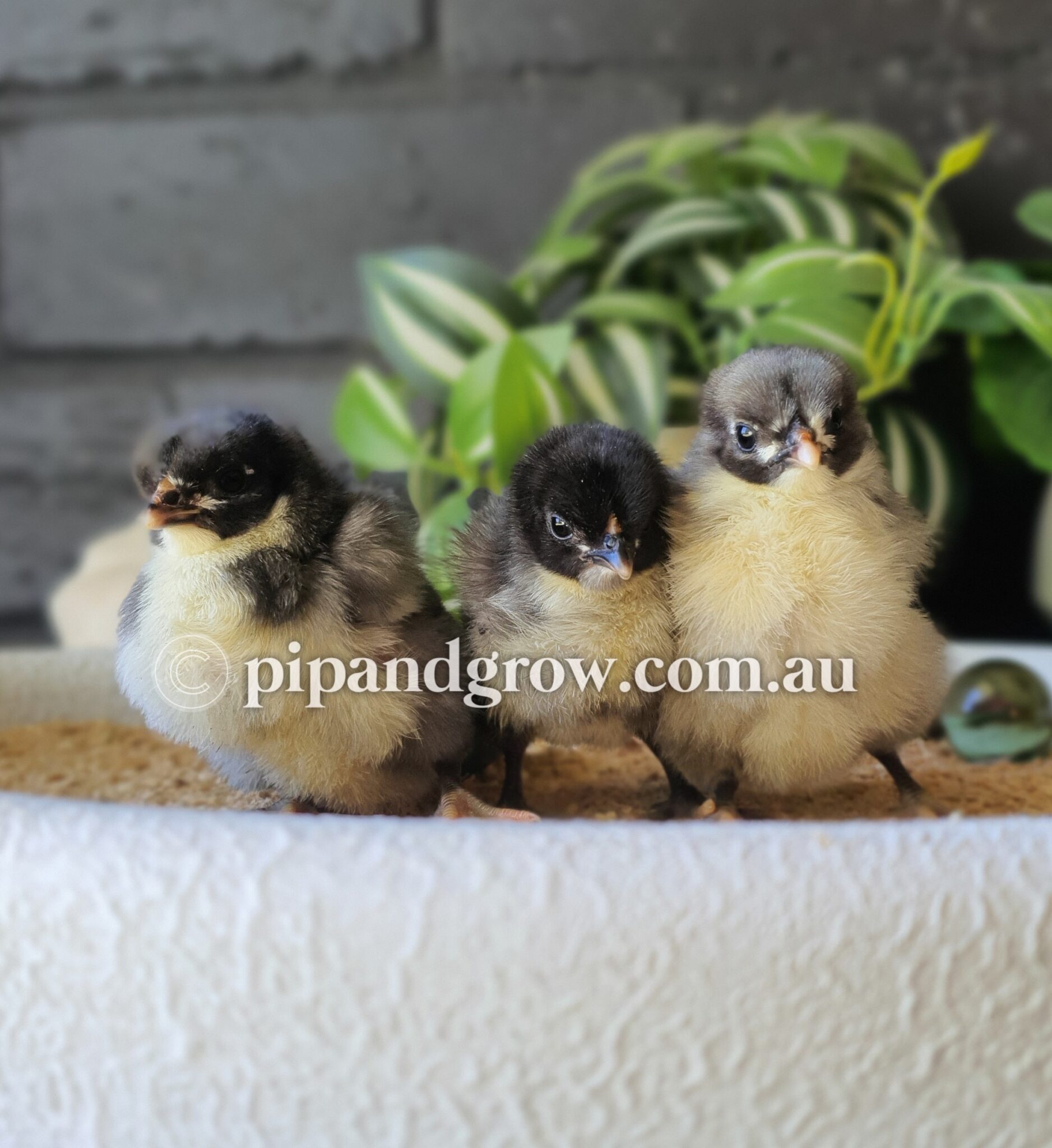 Bantam Orpington - Pip & Grow