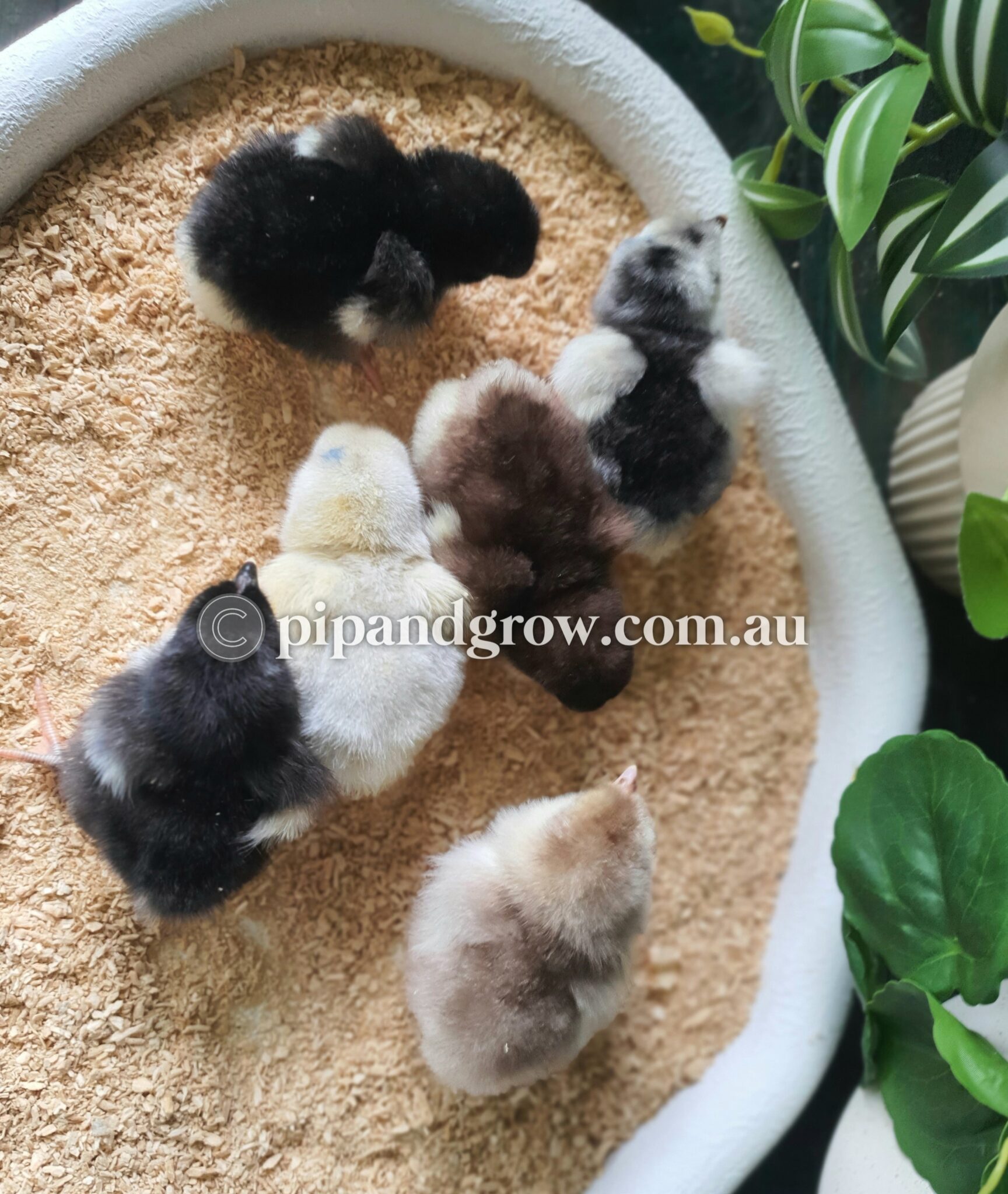 Bantam Orpington - Pip & Grow