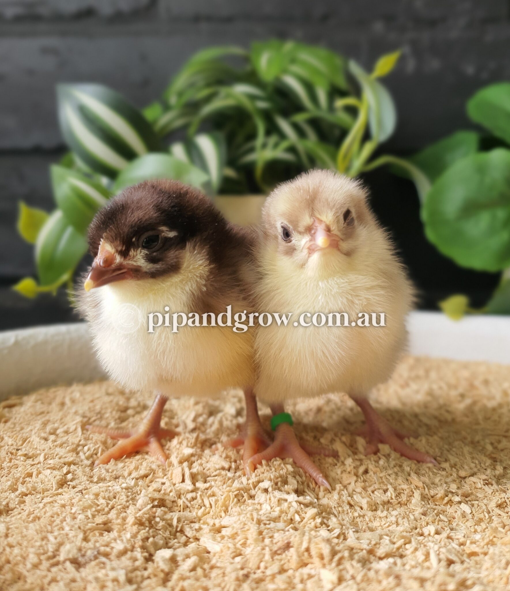 Bantam Orpington - Pip & Grow