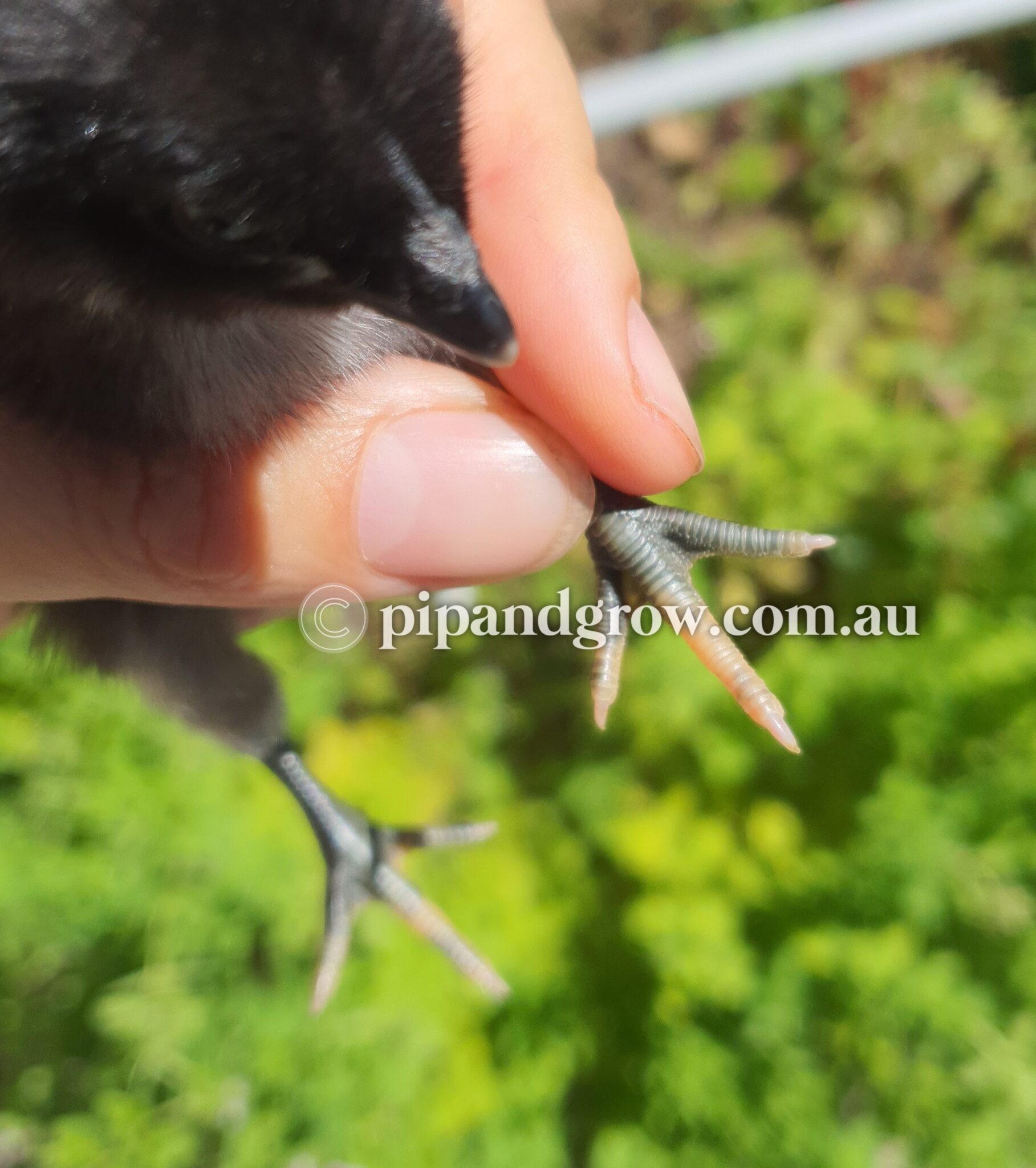 How to Fix Curled Toes in Chicks - Pip & Grow