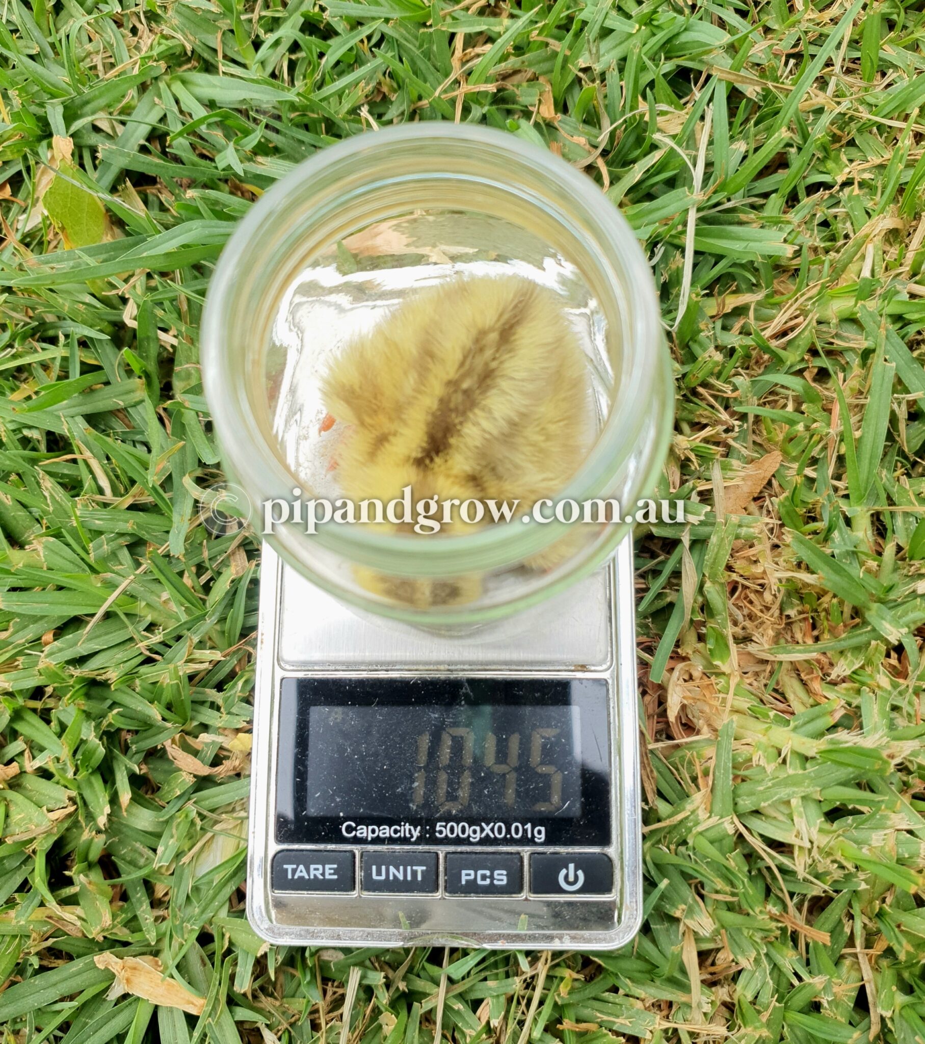 Japanese Quail - Pip & Grow