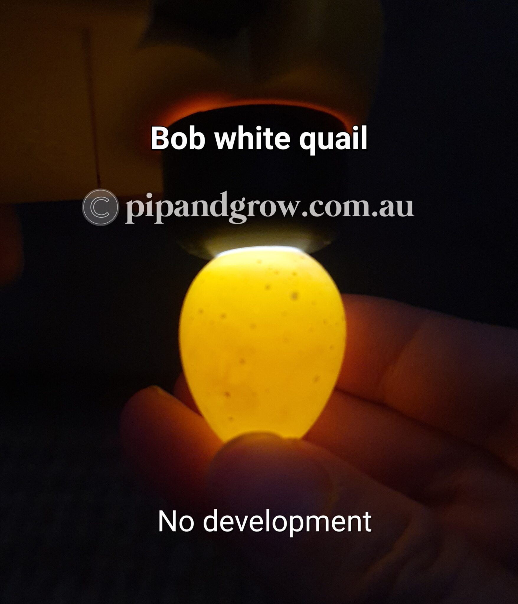 Bob White Quail Egg Hatching Tips - Pip & Grow