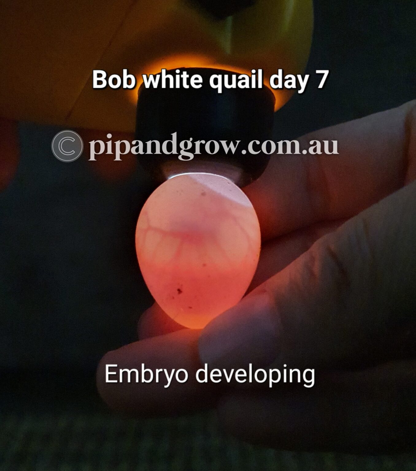 Bob White Quail Egg Hatching Tips - Pip & Grow