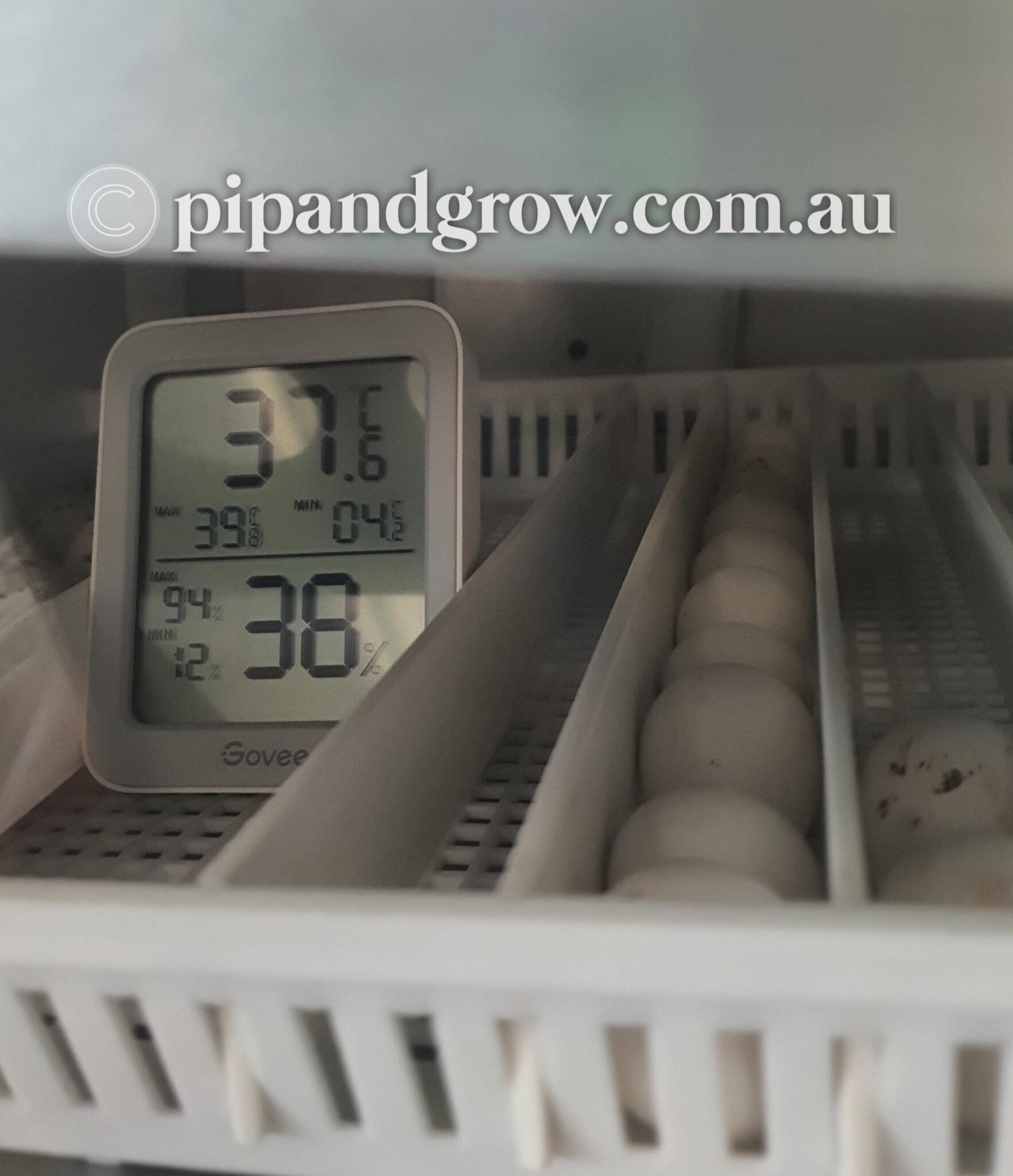 Bob White Quail Egg Hatching Tips - Pip & Grow