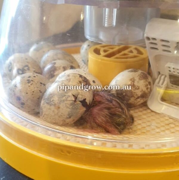 Japanese Quail Egg Hatching Tips - Pip & Grow