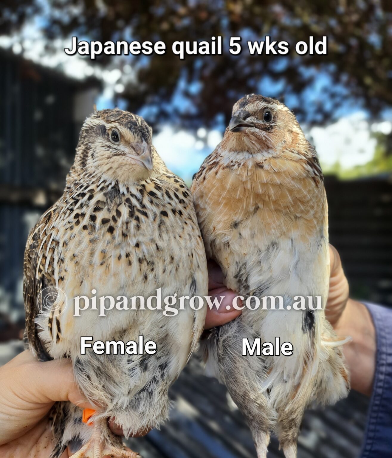 Raising Japanese Quail ; Brooder, Habitat and Sexting tips - Pip & Grow