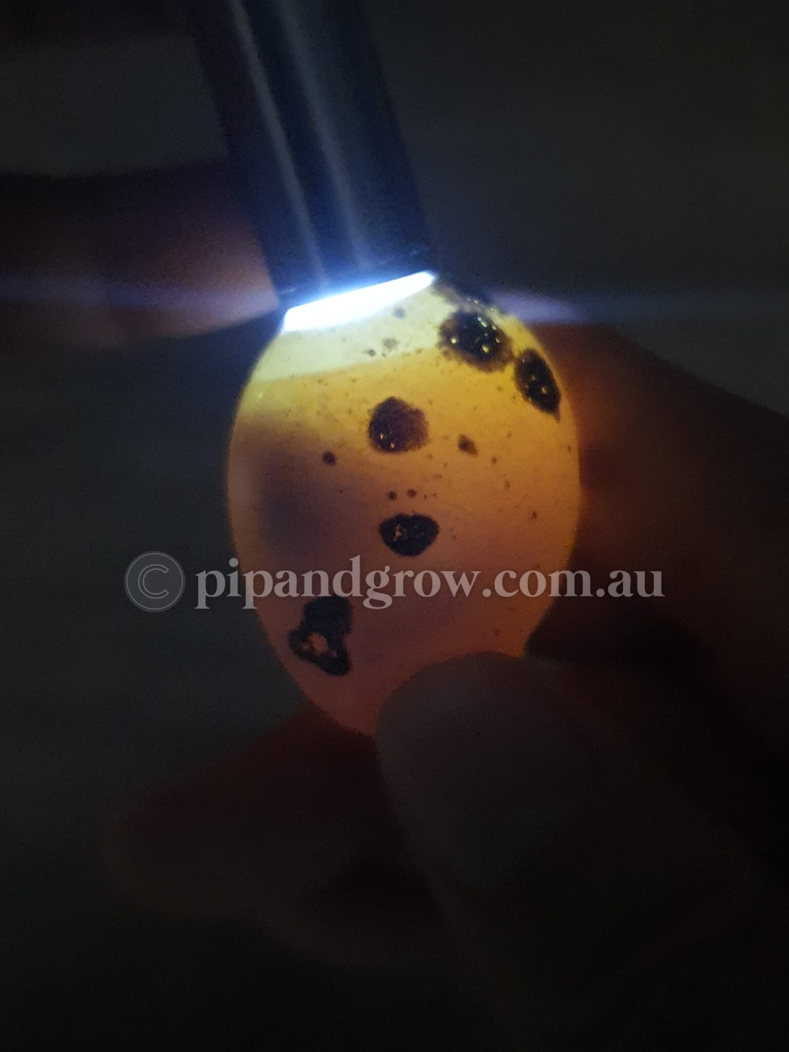 Japanese Quail Egg Hatching Tips - Pip & Grow