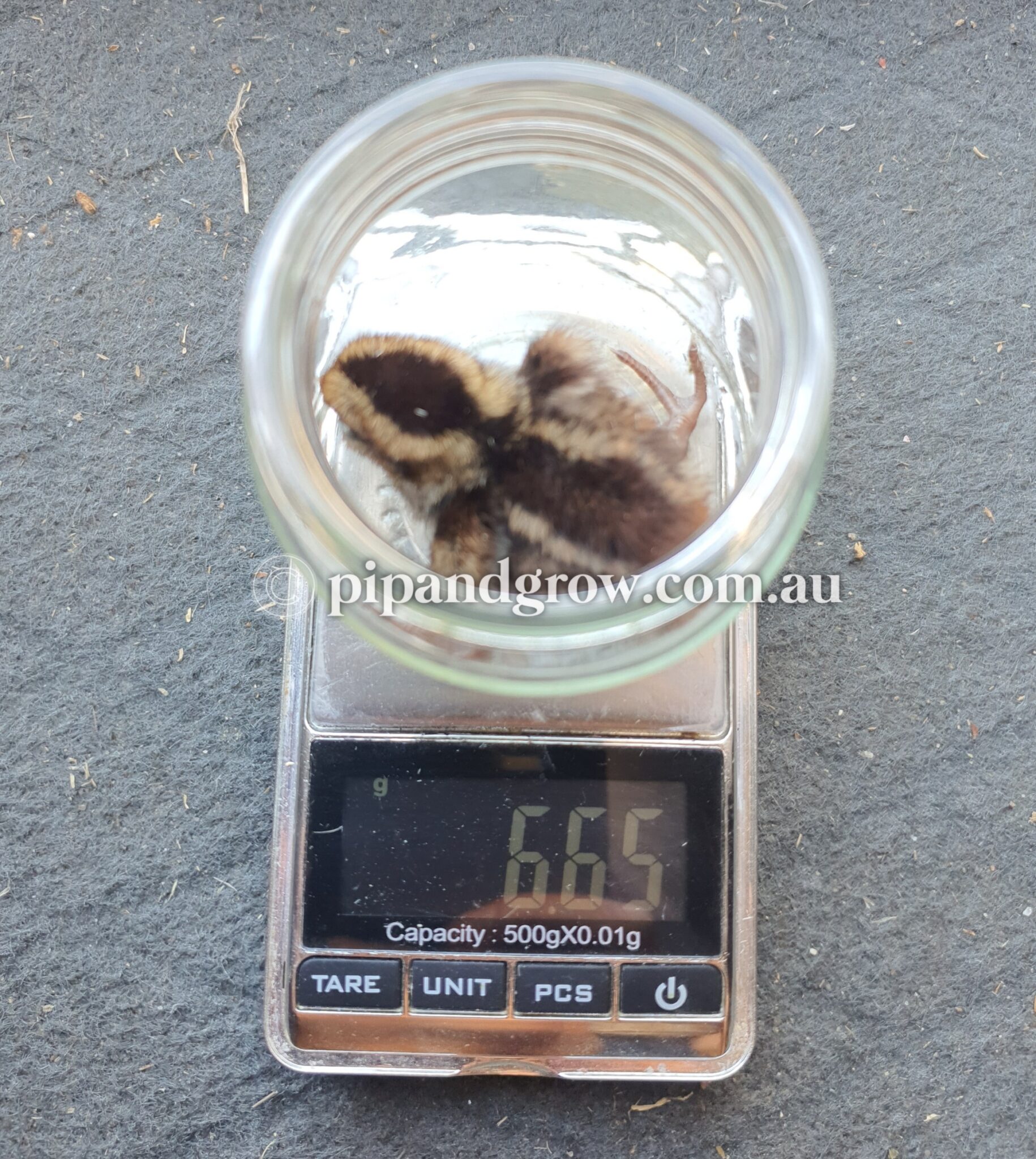 Bob White Quail - Pip & Grow