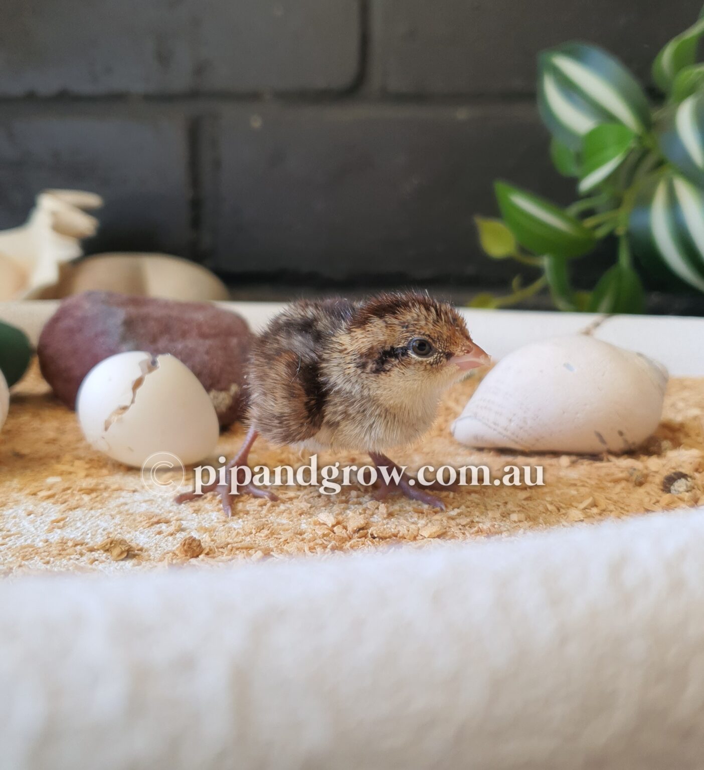 Bob White Quail - Pip & Grow