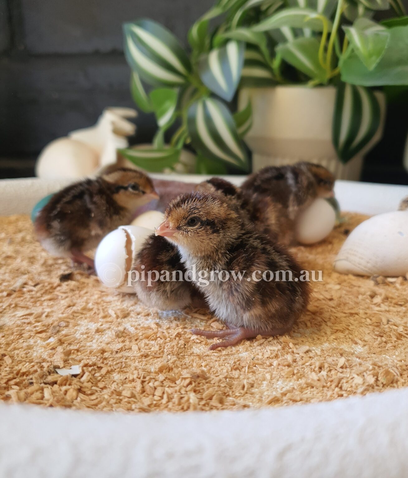 Bob White Quail - Pip & Grow
