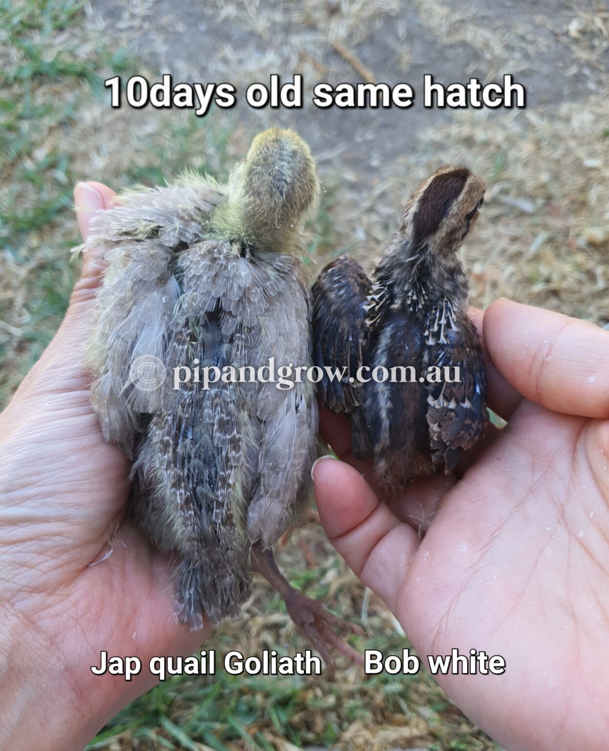 Raising Bob White Quail – Brooder set up, Habitat & Sexing Tips - Pip & Grow