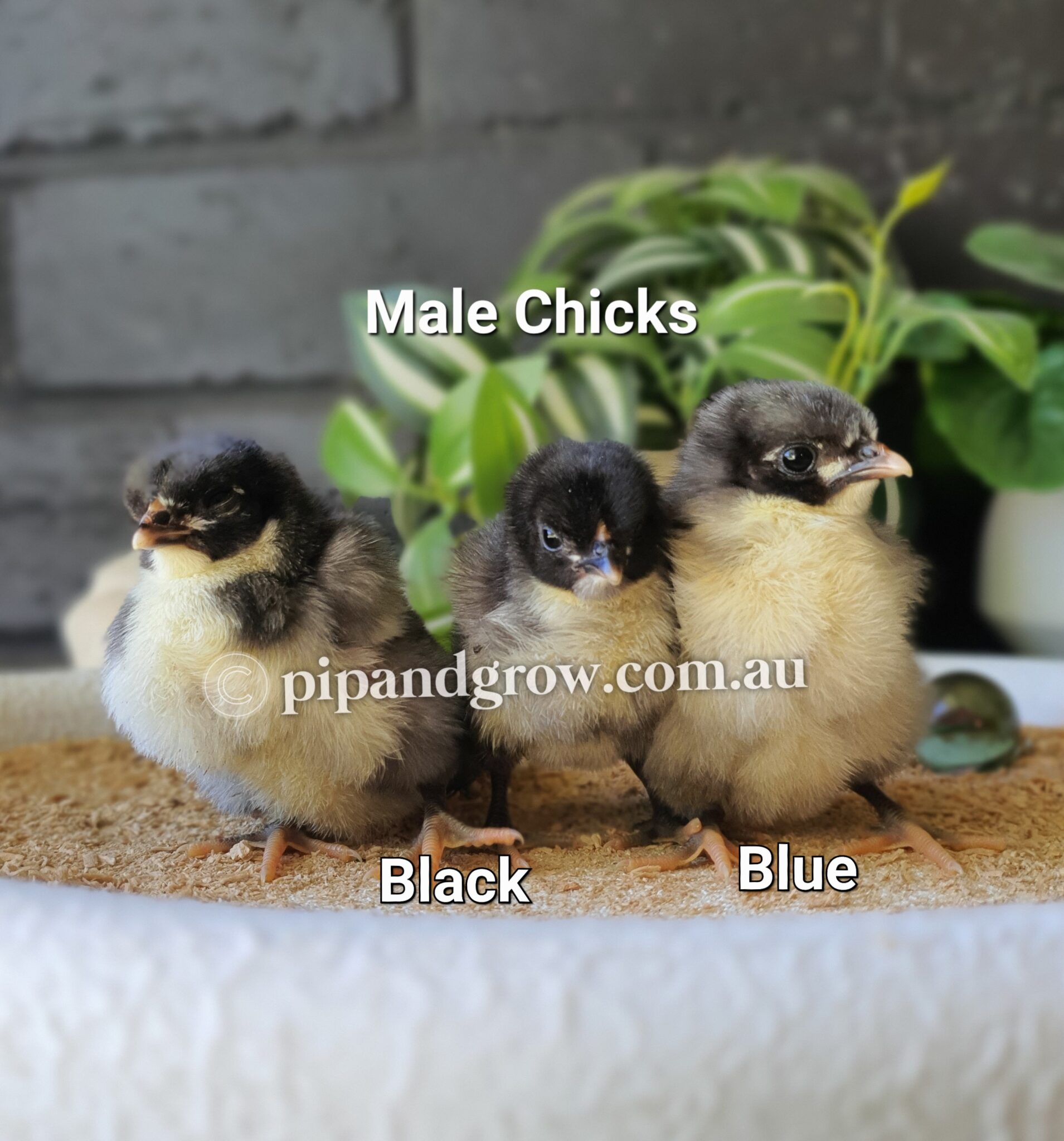 Bantam Orpington Sexing Tips - Pip & Grow