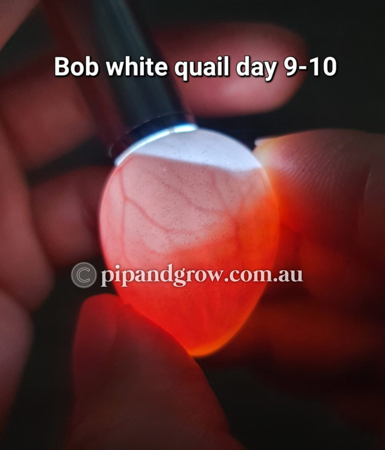 Bob White Quail Egg Hatching Tips - Pip & Grow