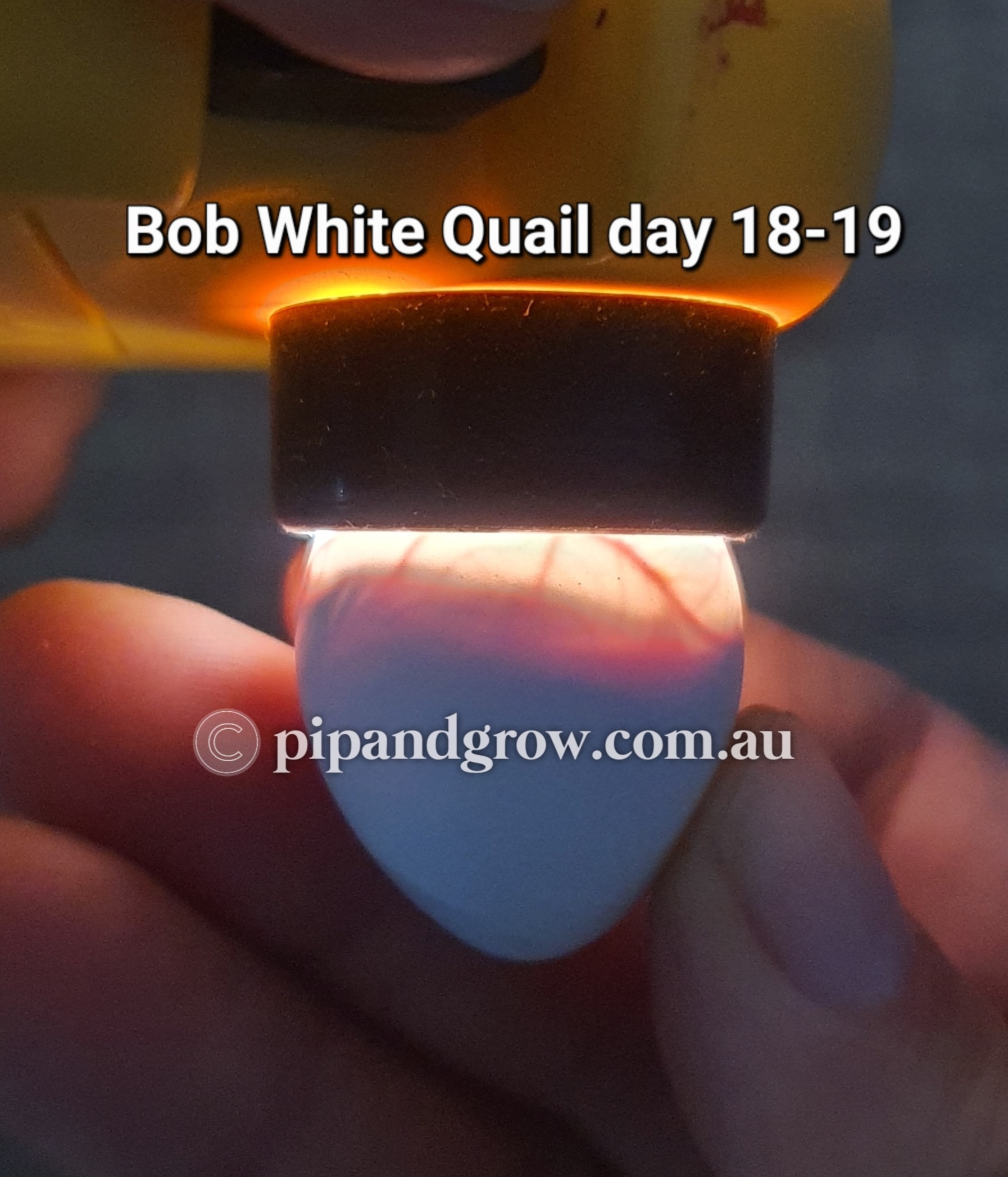 Bob White Quail Egg Hatching Tips - Pip & Grow