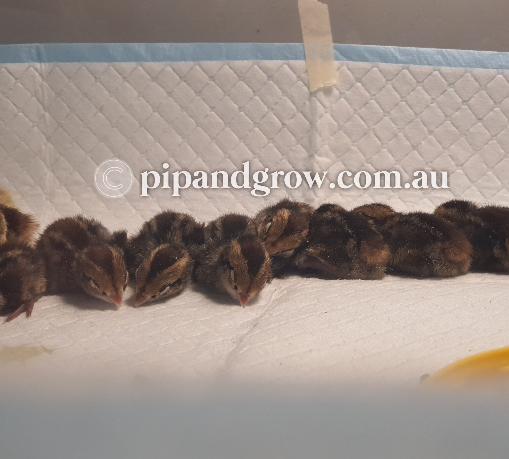 Bob White Quail Egg Hatching Tips - Pip & Grow