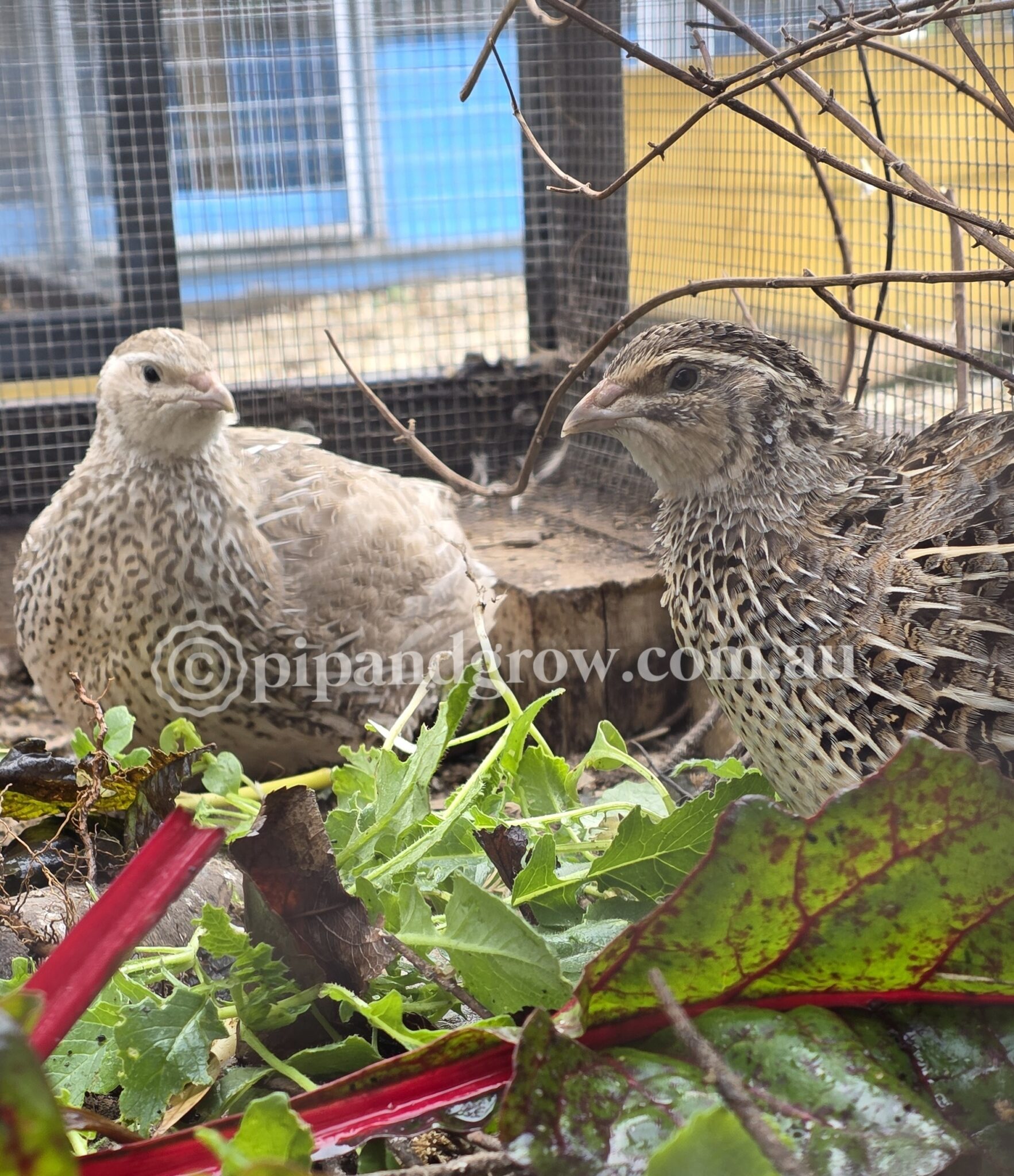 Japanese Quail Fertile Eggs (Dozen) - Pip & Grow
