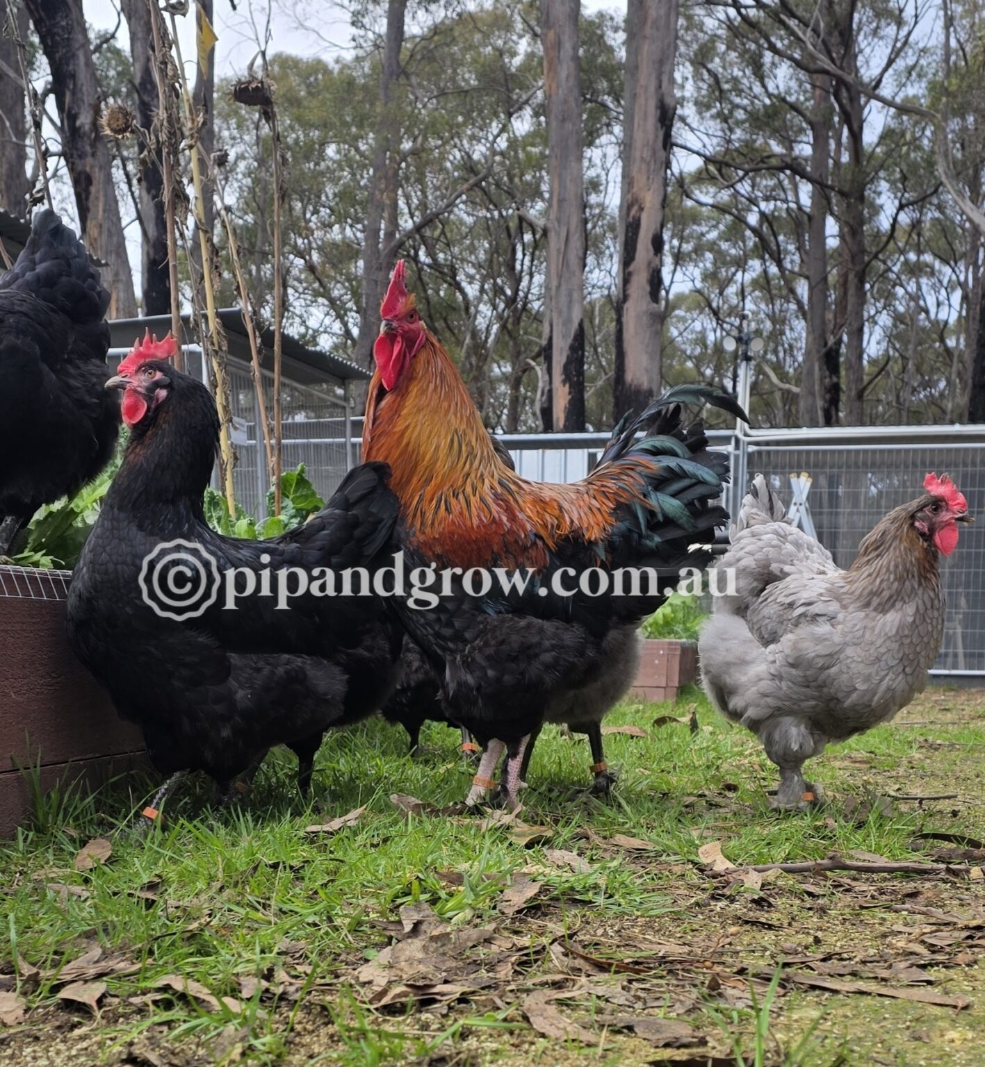 *Finished breeding for the season* Copper Marans Fertile egg (each ...