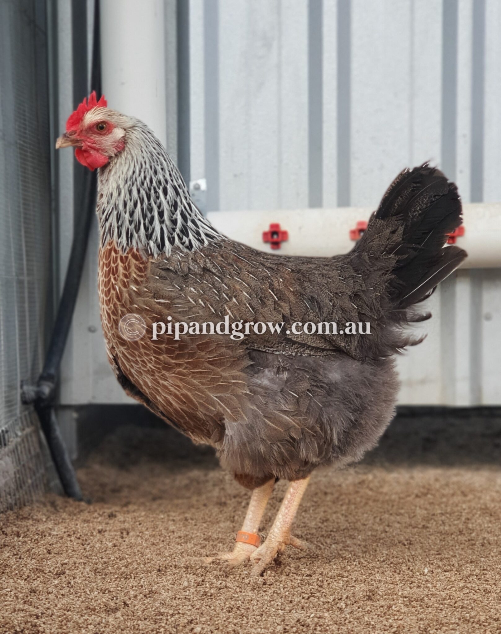 *Finished breeding for the season* Silver Duckwing Welsummer Fertile ...