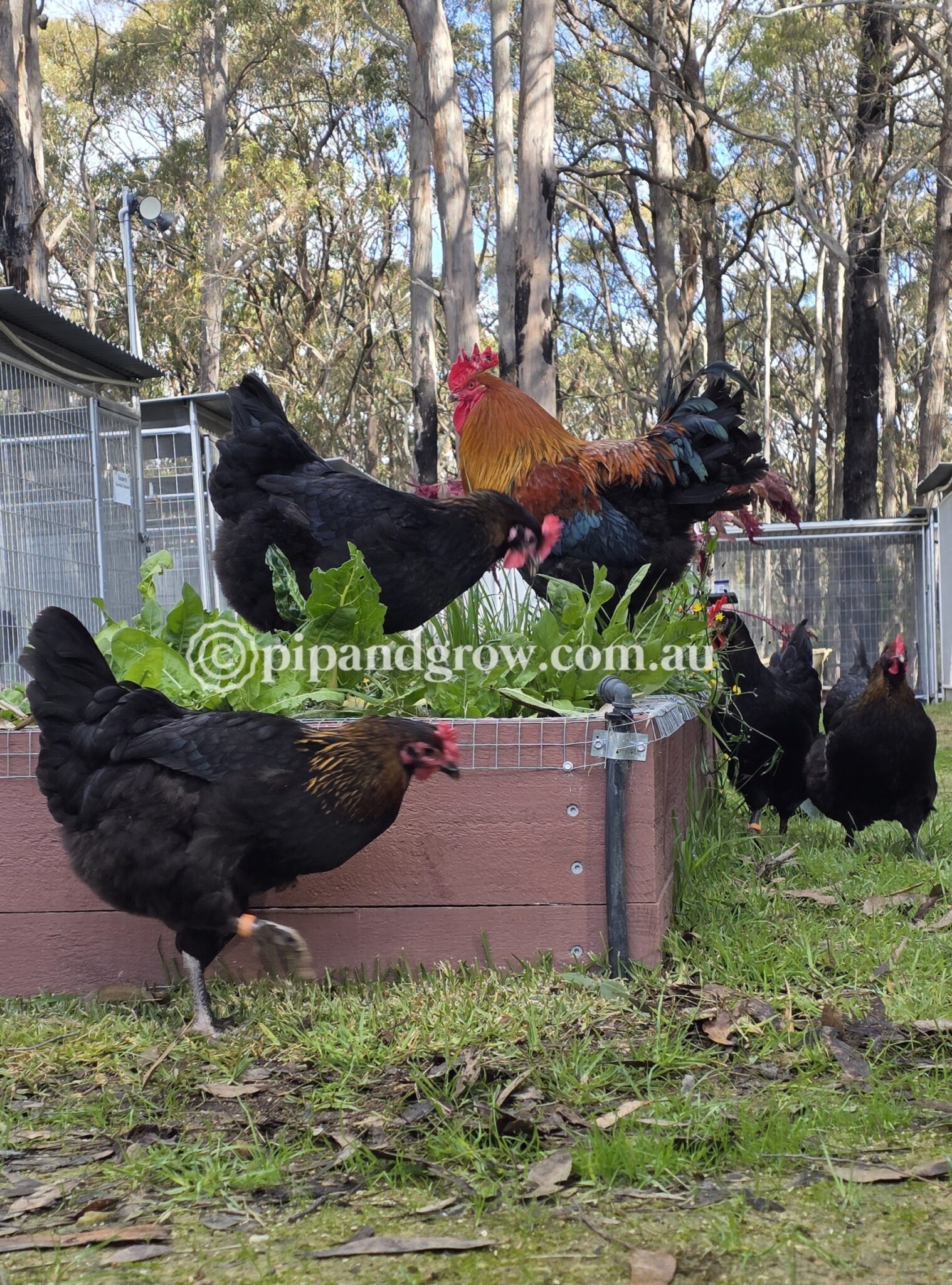 Copper Marans - Pip & Grow