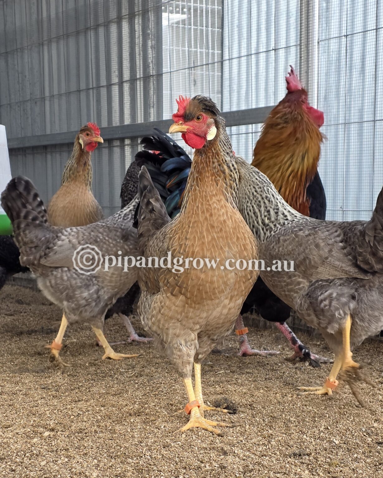 Heritage Fertile Eggs, Chicks and Chickens - Pip & Grow