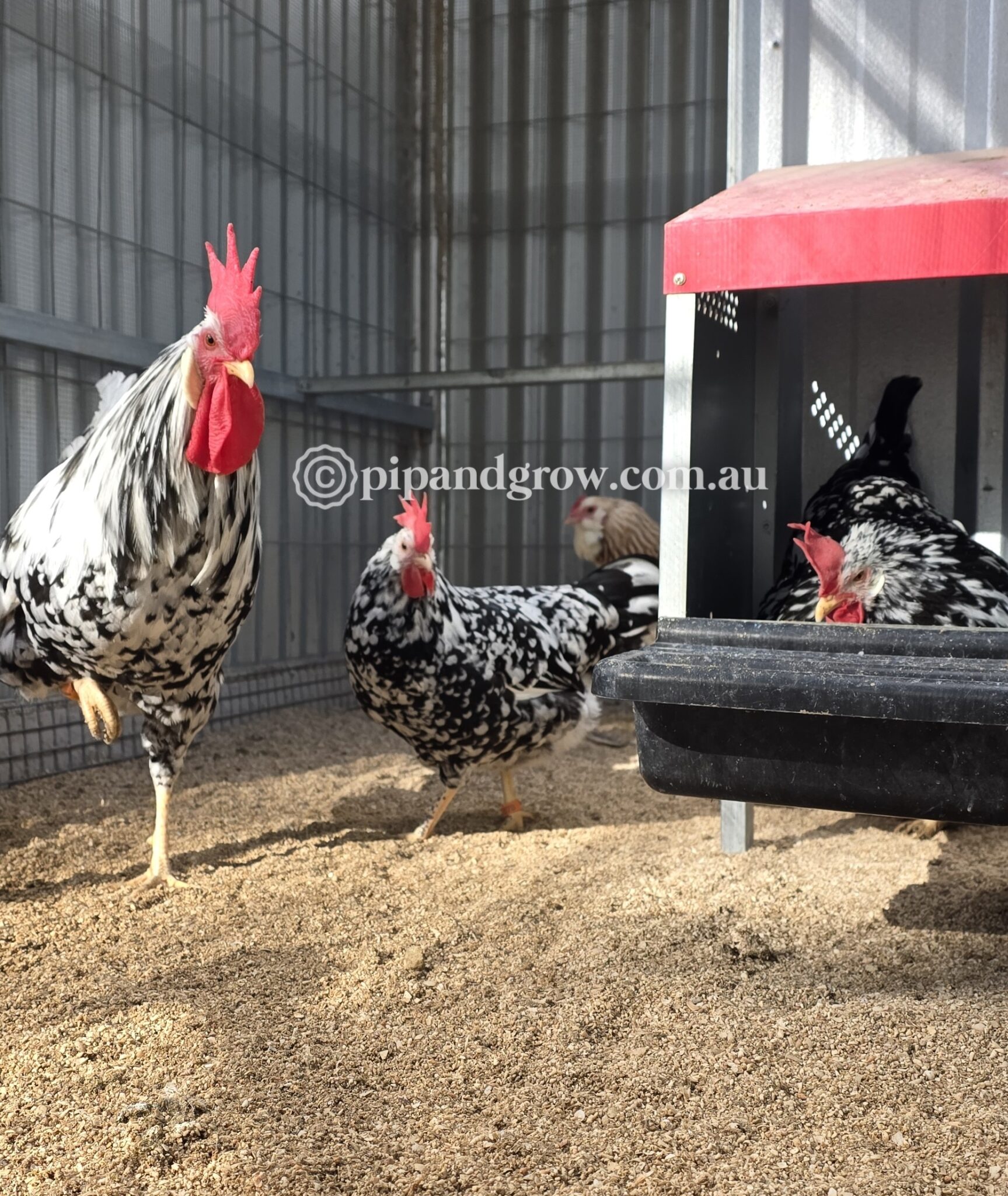 *Finished breeding for the season* Exchequer Leghorn Fertile Egg (each ...