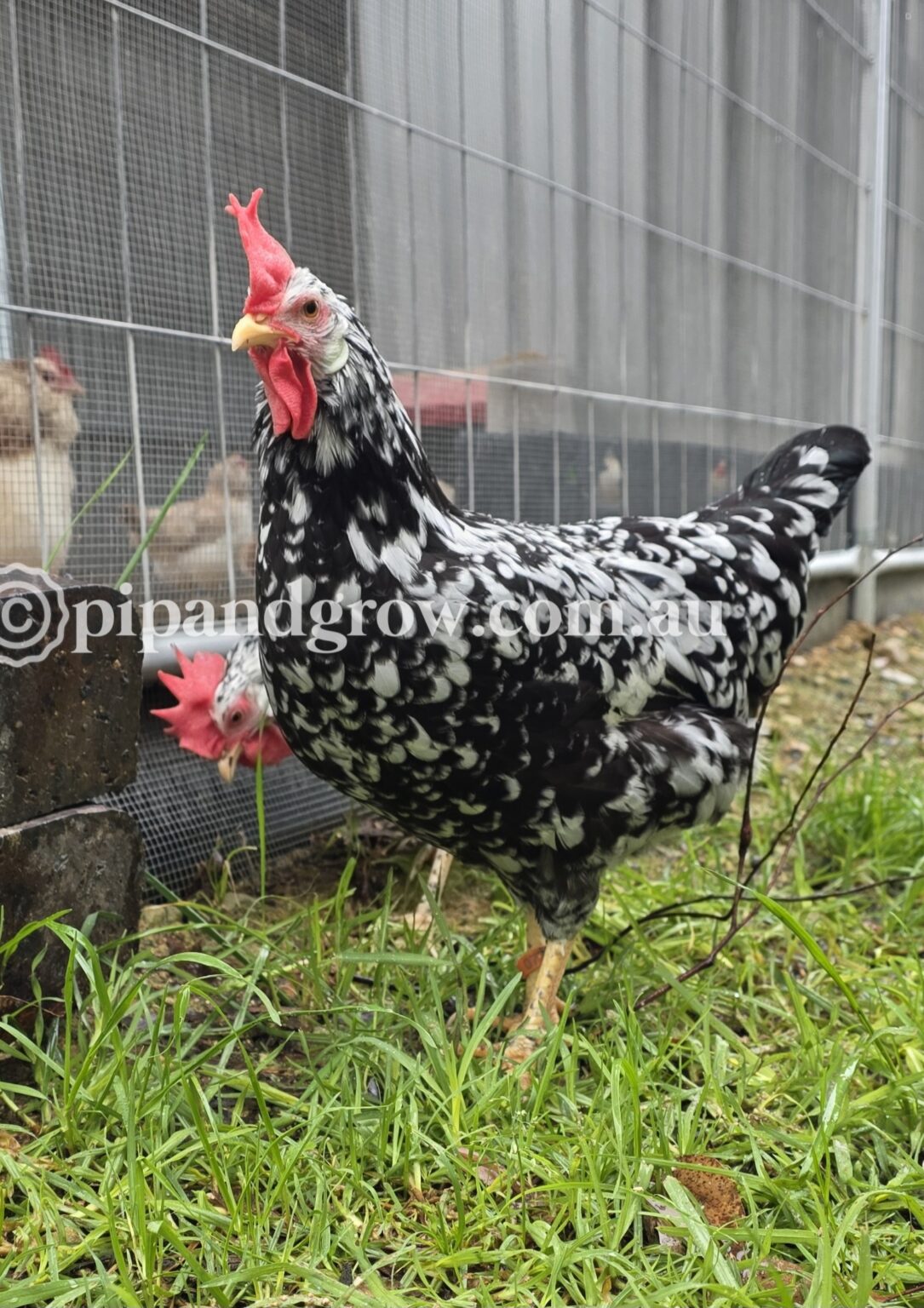 Exchequer Leghorn Fertile Egg (each) - Pip & Grow