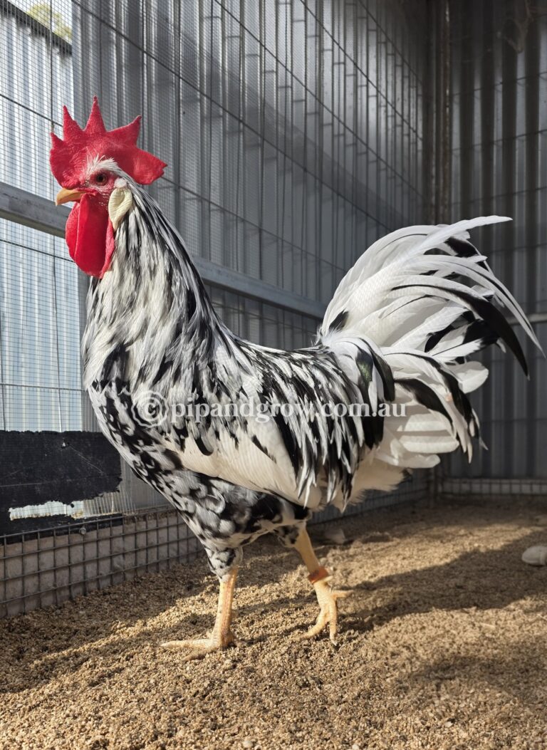 *Finished breeding for the season* Exchequer Leghorn Fertile Egg (each ...