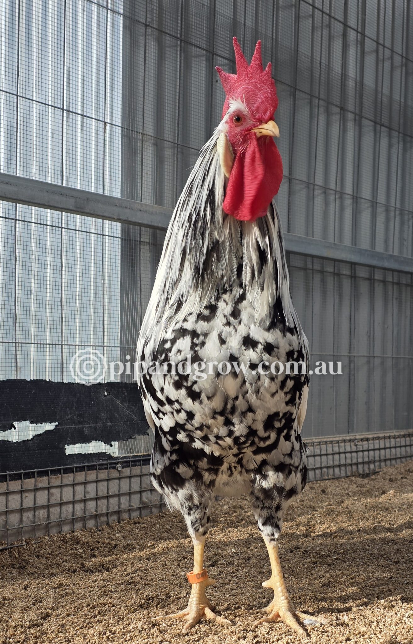 *Finished breeding for the season* Exchequer Leghorn Fertile Egg (each ...