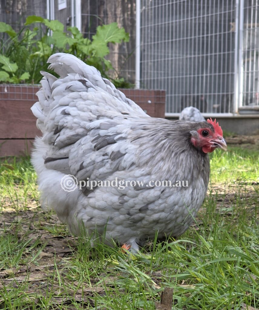 *Finished breeding for the season* Bantam Orpington Fertile egg (each ...
