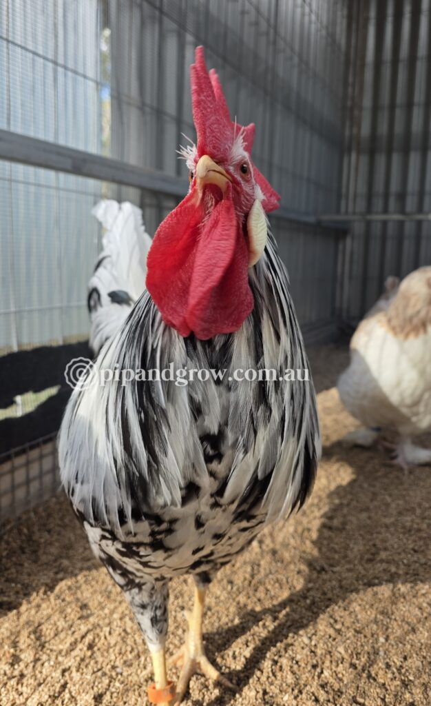 *Finished breeding for the season* Exchequer Leghorn Fertile Egg (each ...